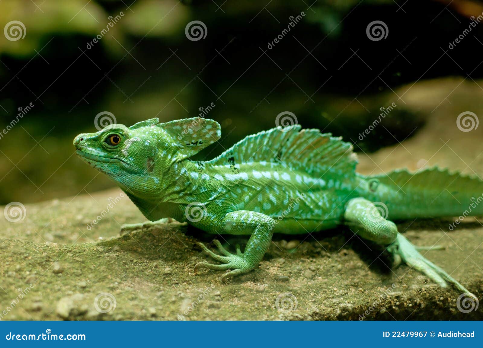 Basilic vert image stock. Image du iguane, animal, créature - 22479967