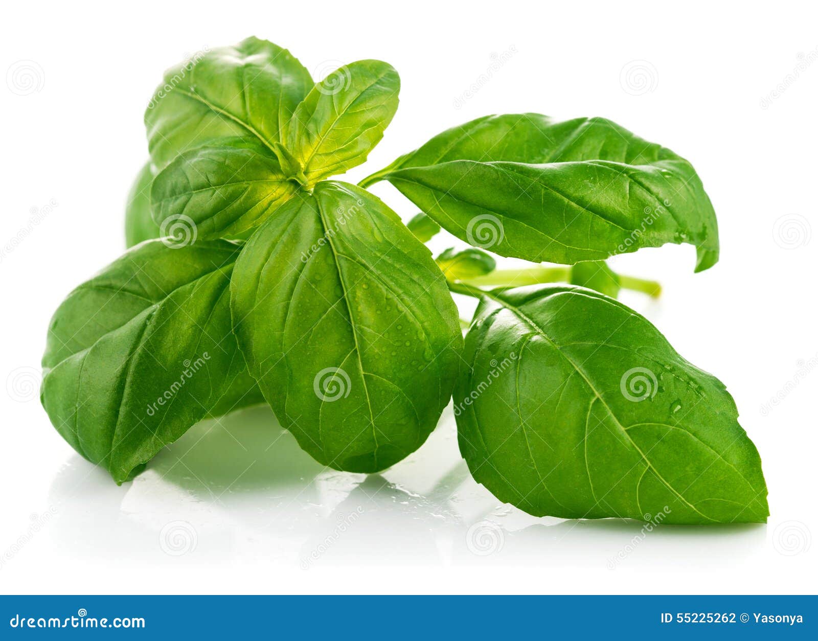 Basilic Vert Frais De Feuille Photo stock - Image du verdure, herbe ...