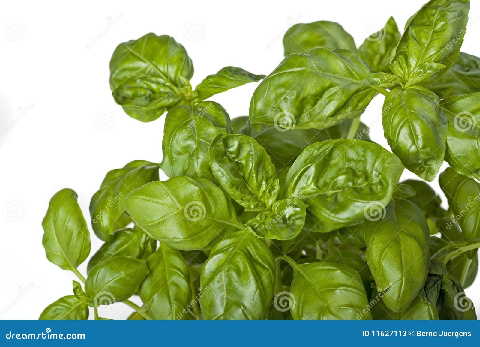 Basilico immagine stock. Immagine di foglio, sfondo, vaso - 11627113