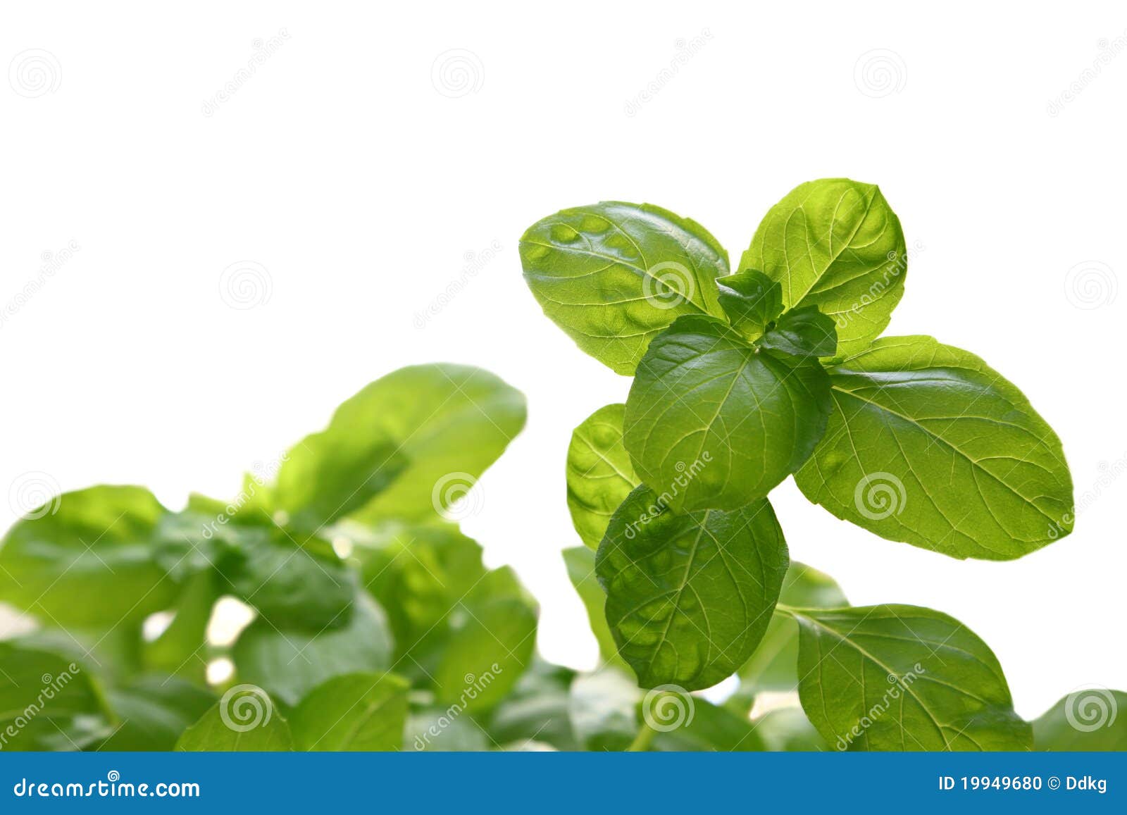 Basilico italiano fotografia stock. Immagine di ingrediente - 19949680