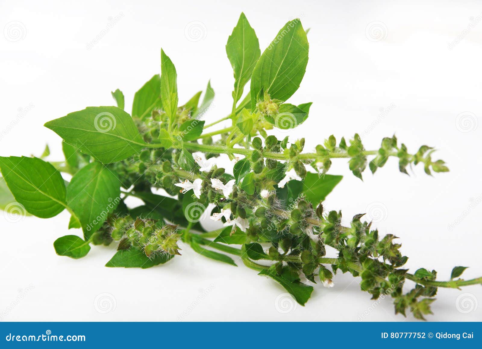 Basilico - Ocimum Basilicum Fotografia Stock - Immagine di basilico ...