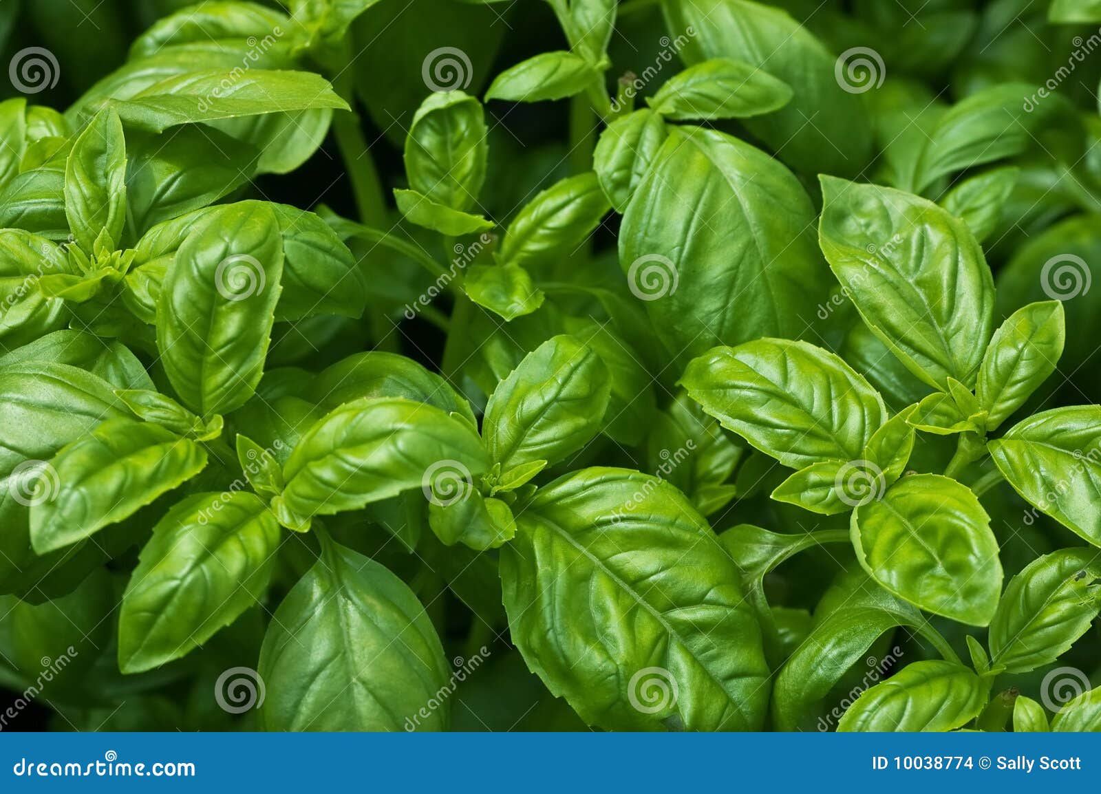 Basilico organico fotografia stock. Immagine di verde - 10038774