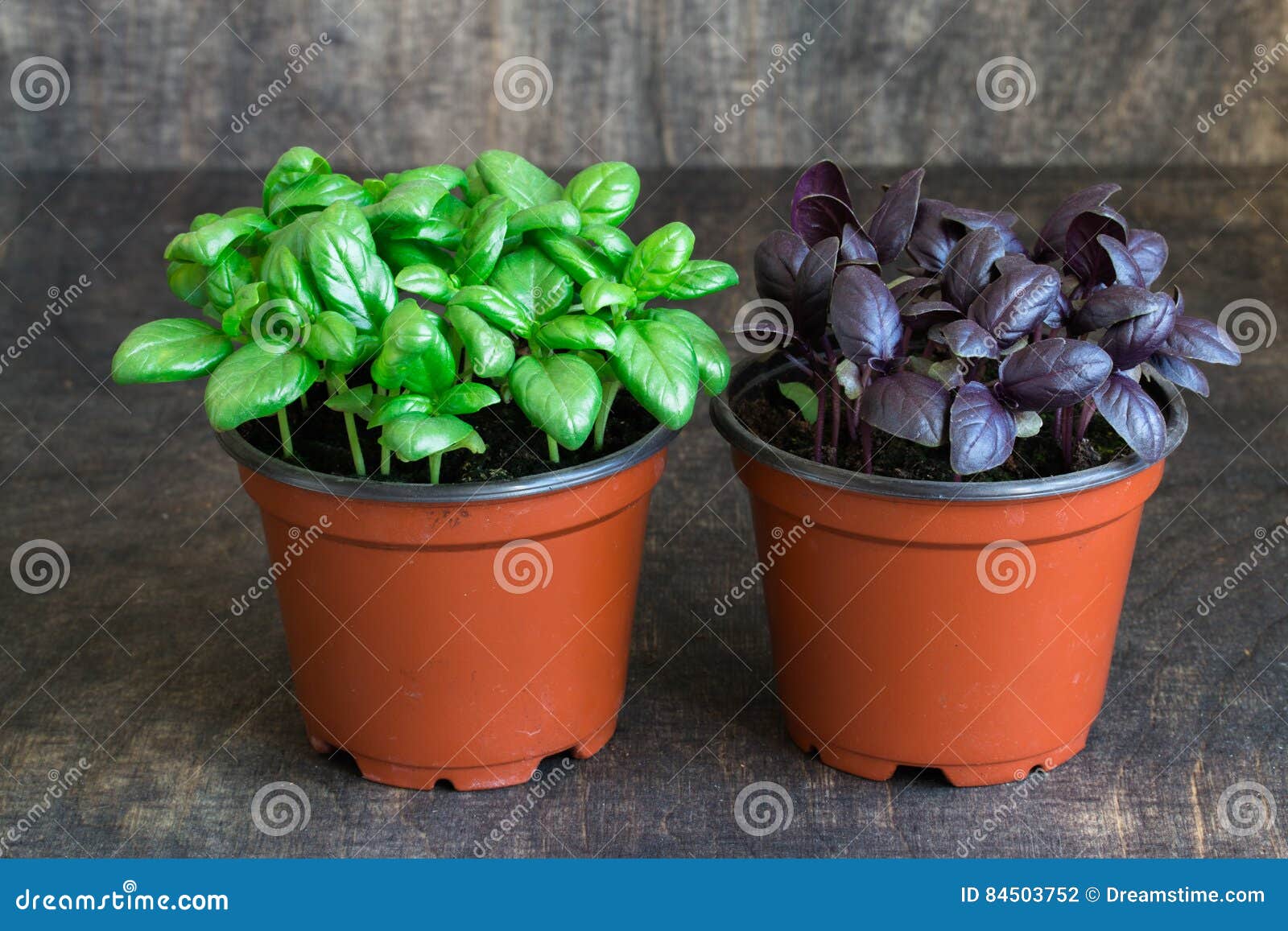 Basilico Verde, Basilico Rosso, Prezzemolo Fotografia Stock - Immagine ...