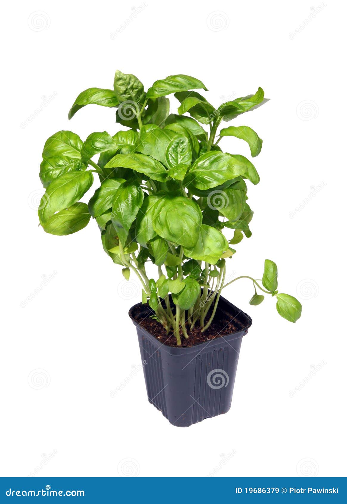 Basilico verde fresco immagine stock. Immagine di mediterraneo - 19686379
