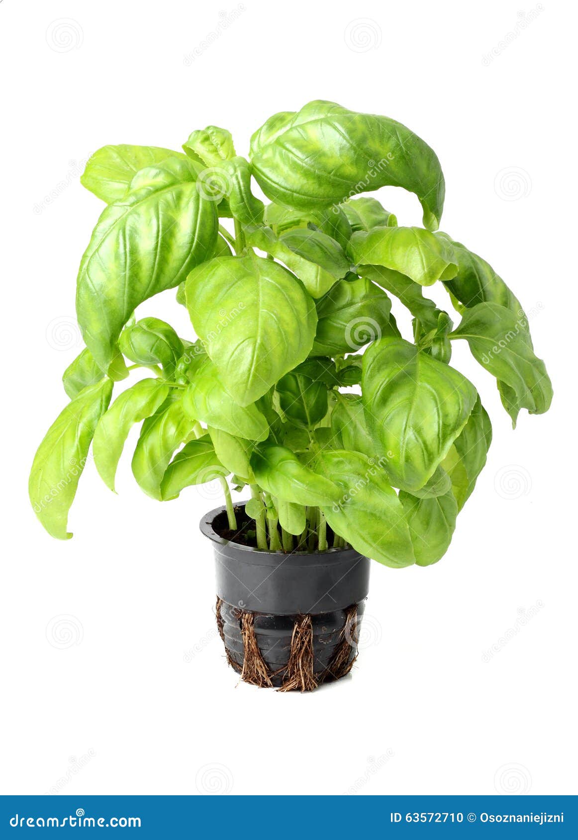 Basilico Verde Fresco in Un Vaso Fotografia Stock - Immagine di ...