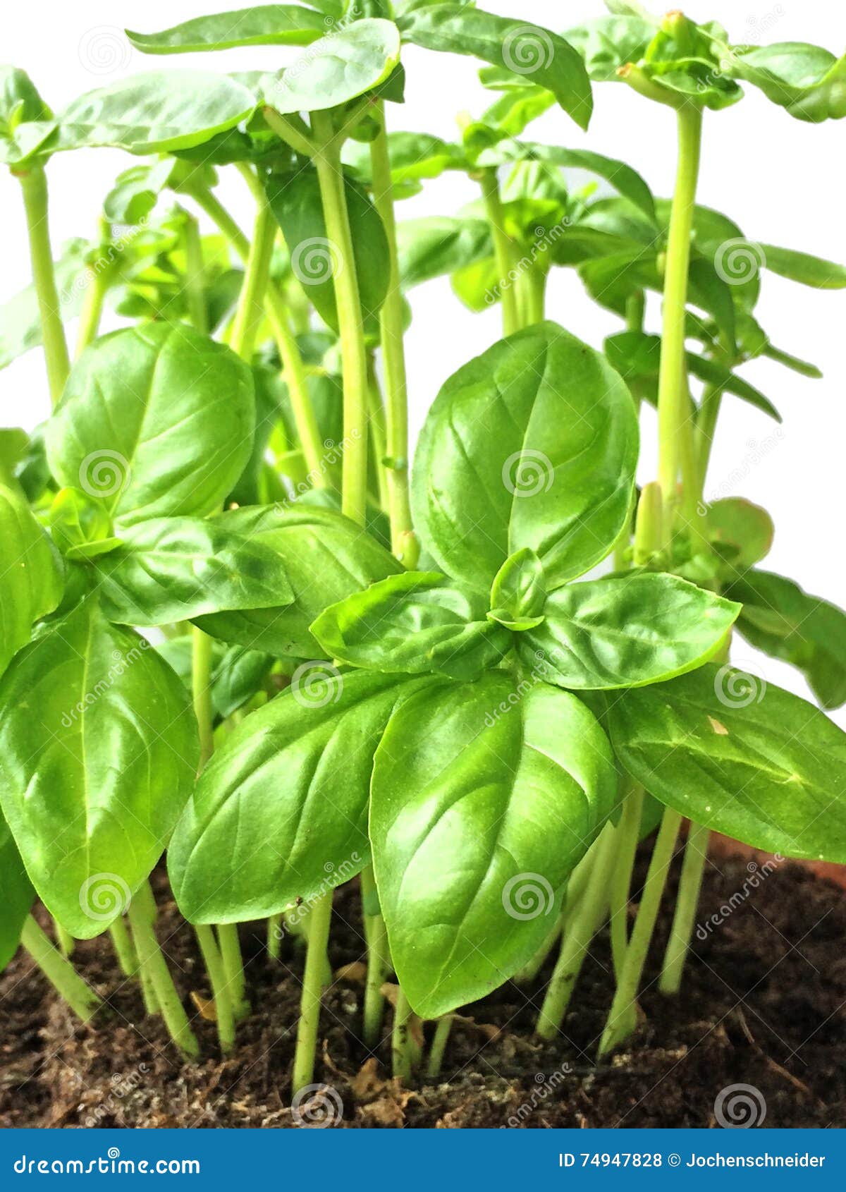 Basilicum in een bloempot stock foto. Image of groei - 74947828