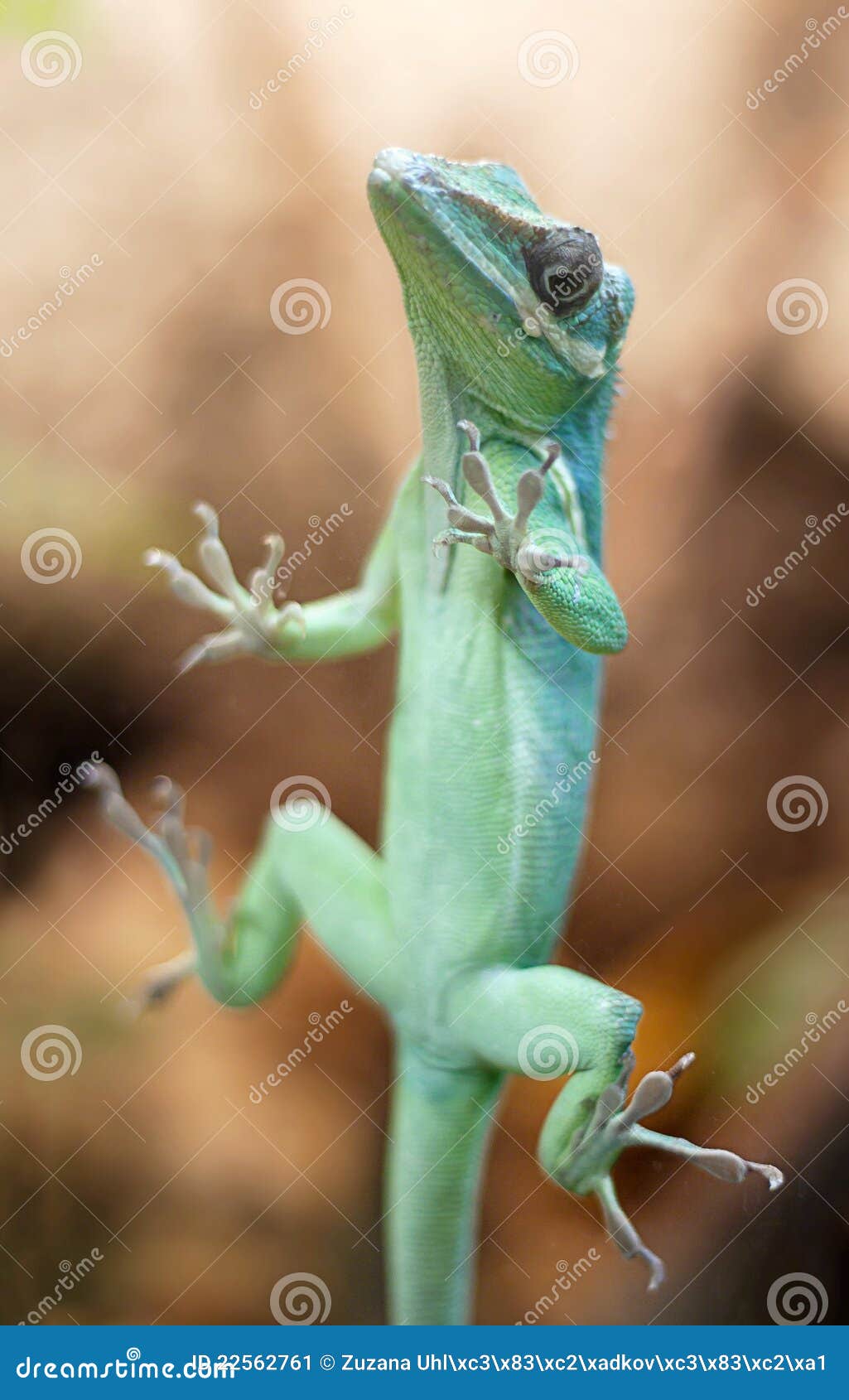 Basilisco imagen de archivo. Imagen de verde, bosque - 22562761