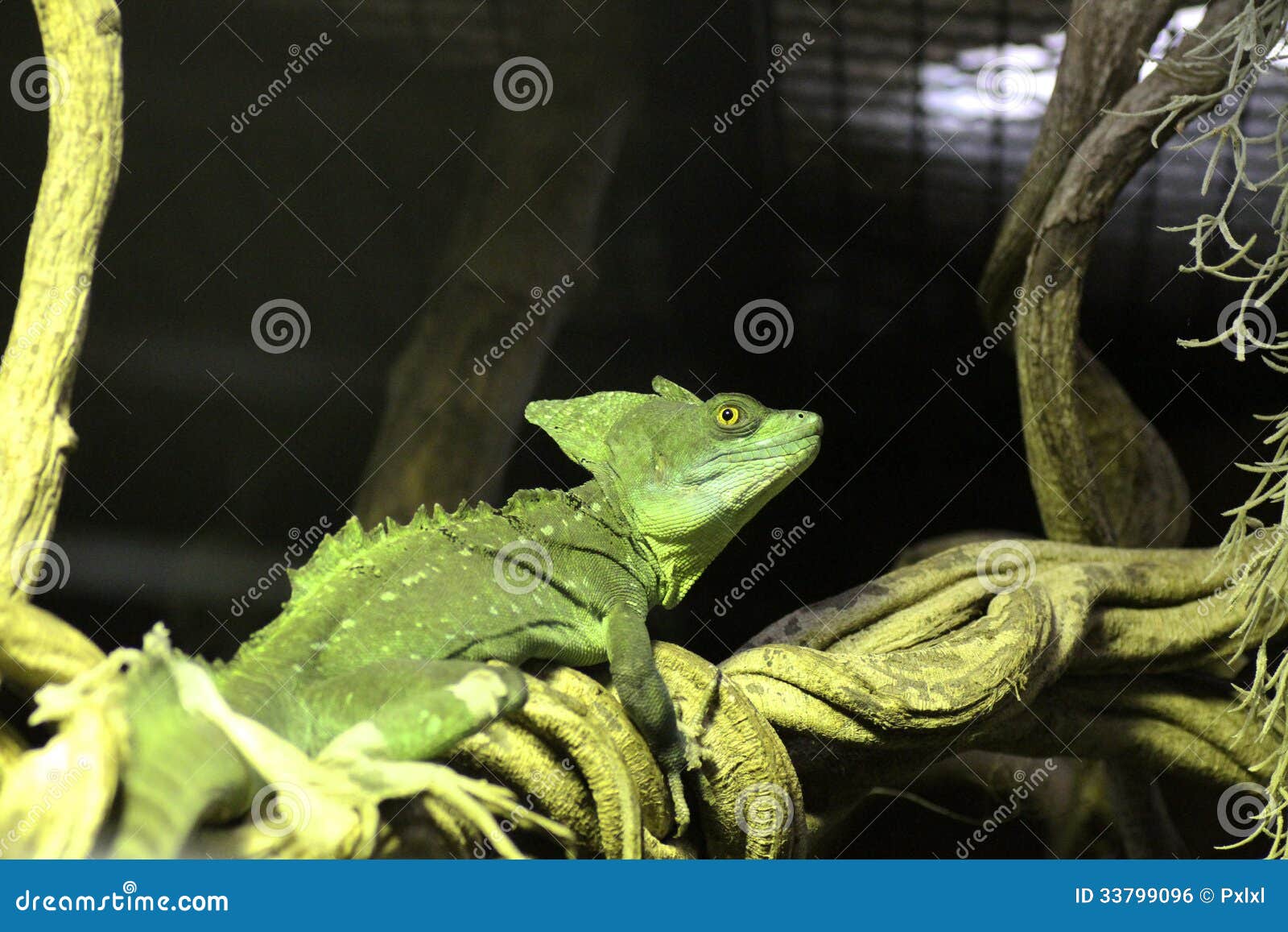 Basilisco foto de stock. Imagem de wildlife, listrado - 33799096