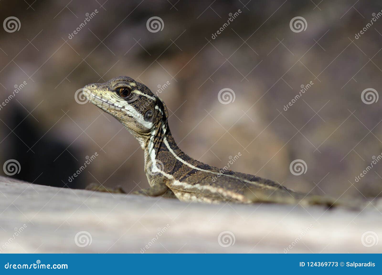 Basilisco comum imagem de stock. Imagem de parque, réptil - 124369773