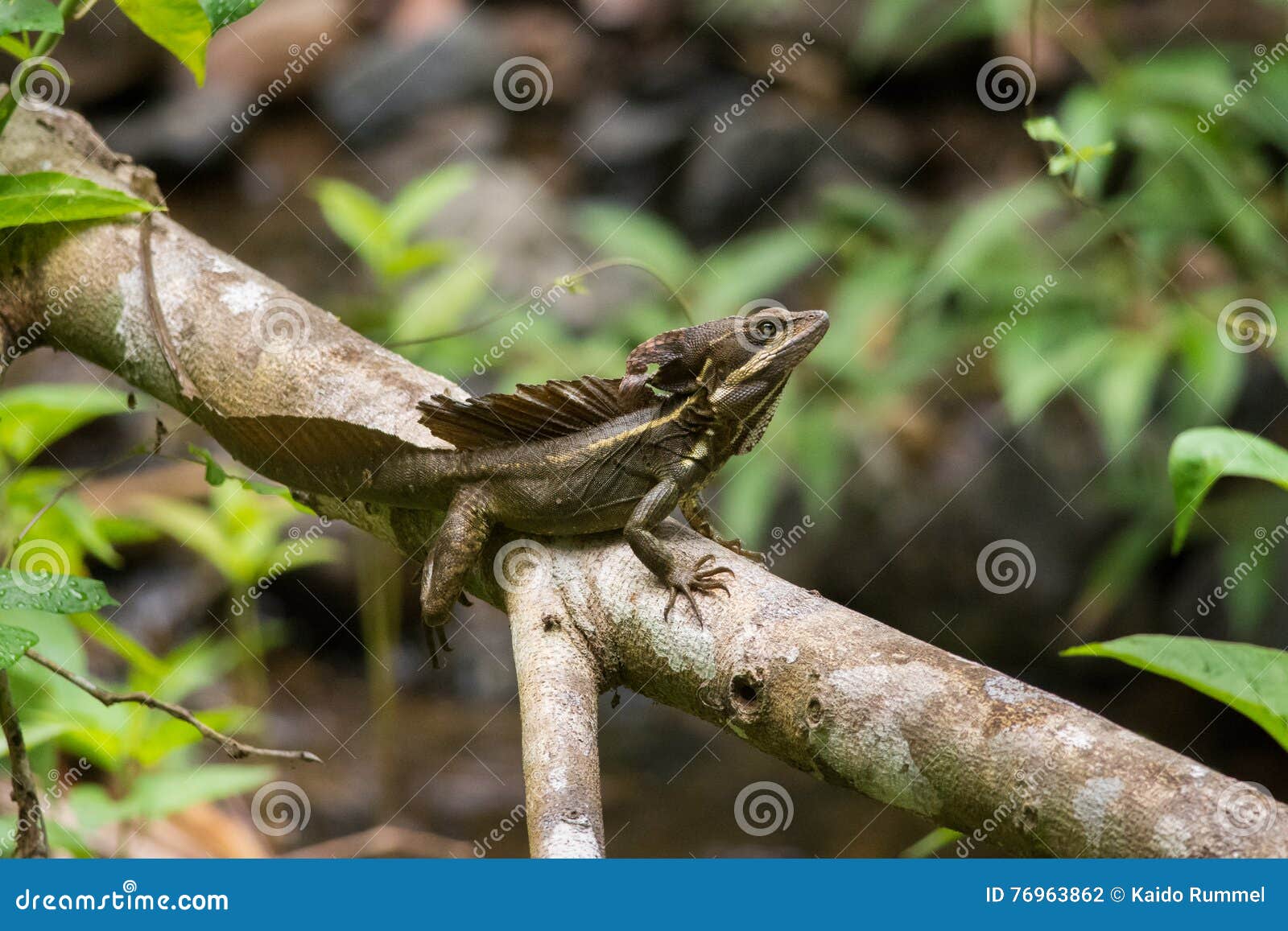 Basilisco comune fotografia stock. Immagine di casco - 76963862