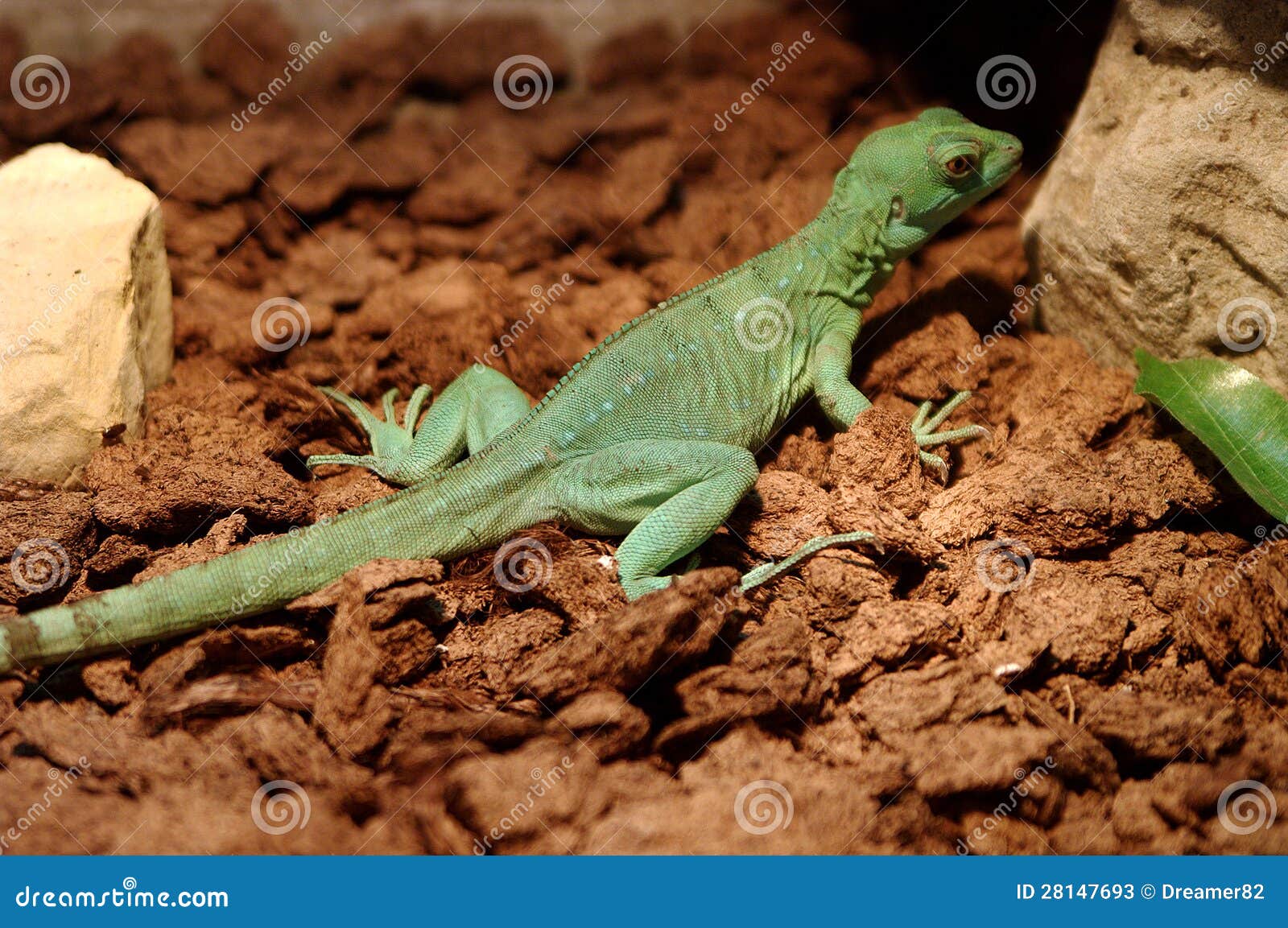 Basilisco en la tierra imagen de archivo. Imagen de reptil - 28147693