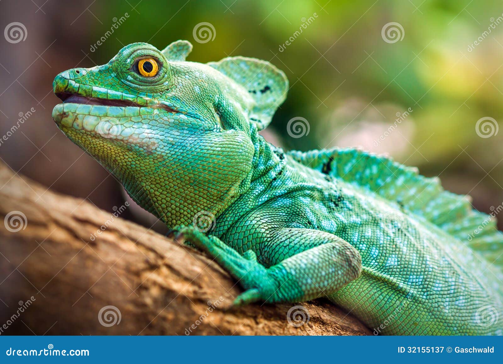 Basilisco Piumato (plumifrons Di Basilisco) Immagine Stock - Immagine ...