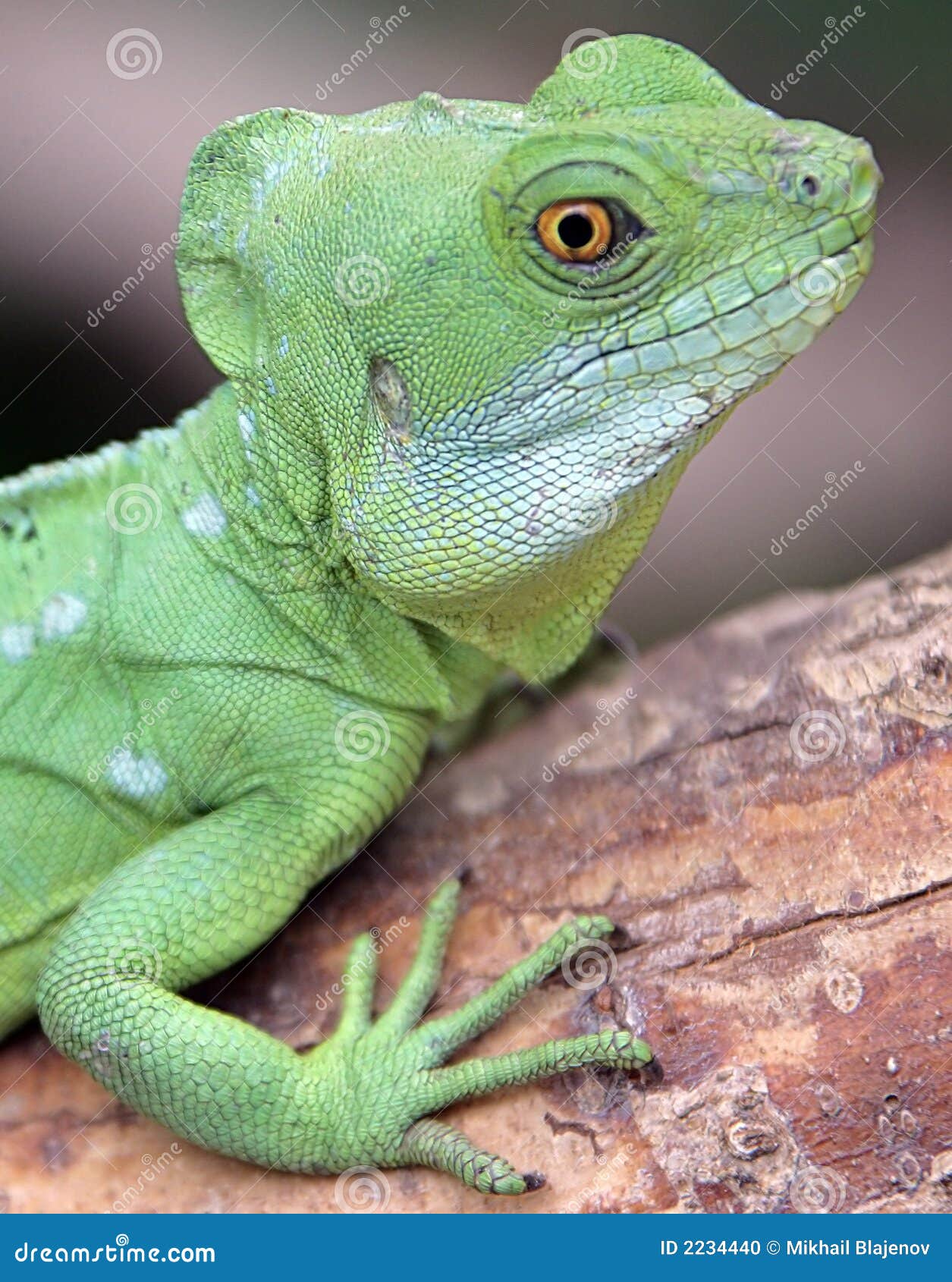 Basilisco verde 2 fotografia stock. Immagine di rettile - 2234440