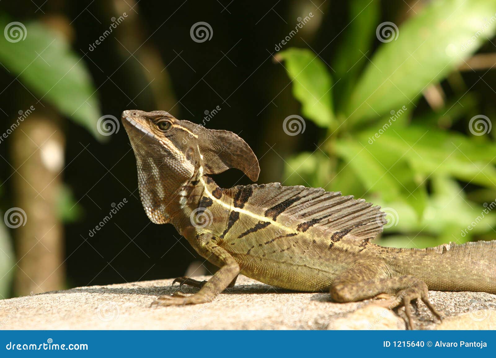 Basiliscus stock photo. Image of costa, tropical, rica - 1215640