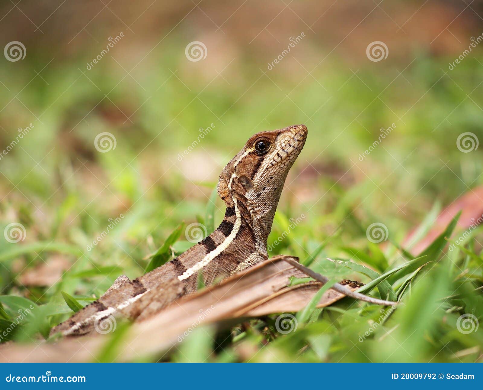 Basiliscus basiliscus stock photo. Image of mangrove - 20009792