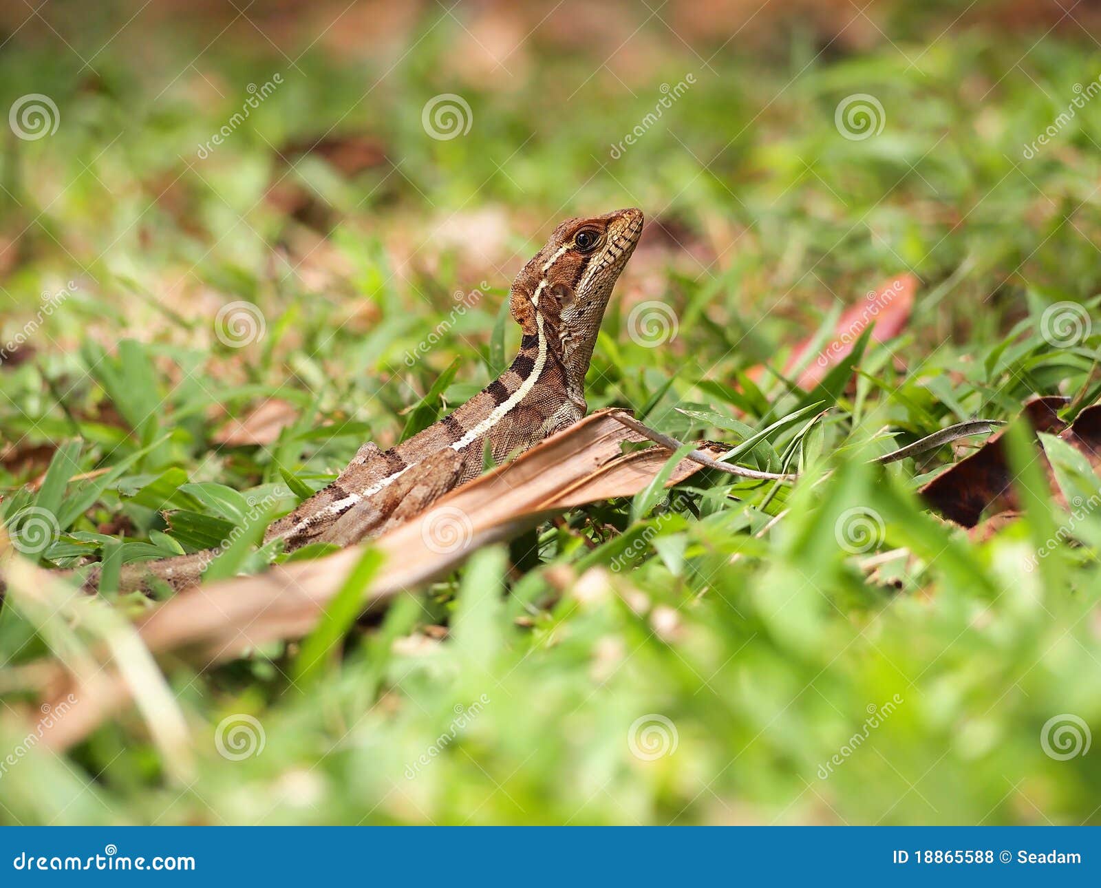 Basiliscus Basiliscus Lizard Stock Photo - Image of lizard, reptile ...