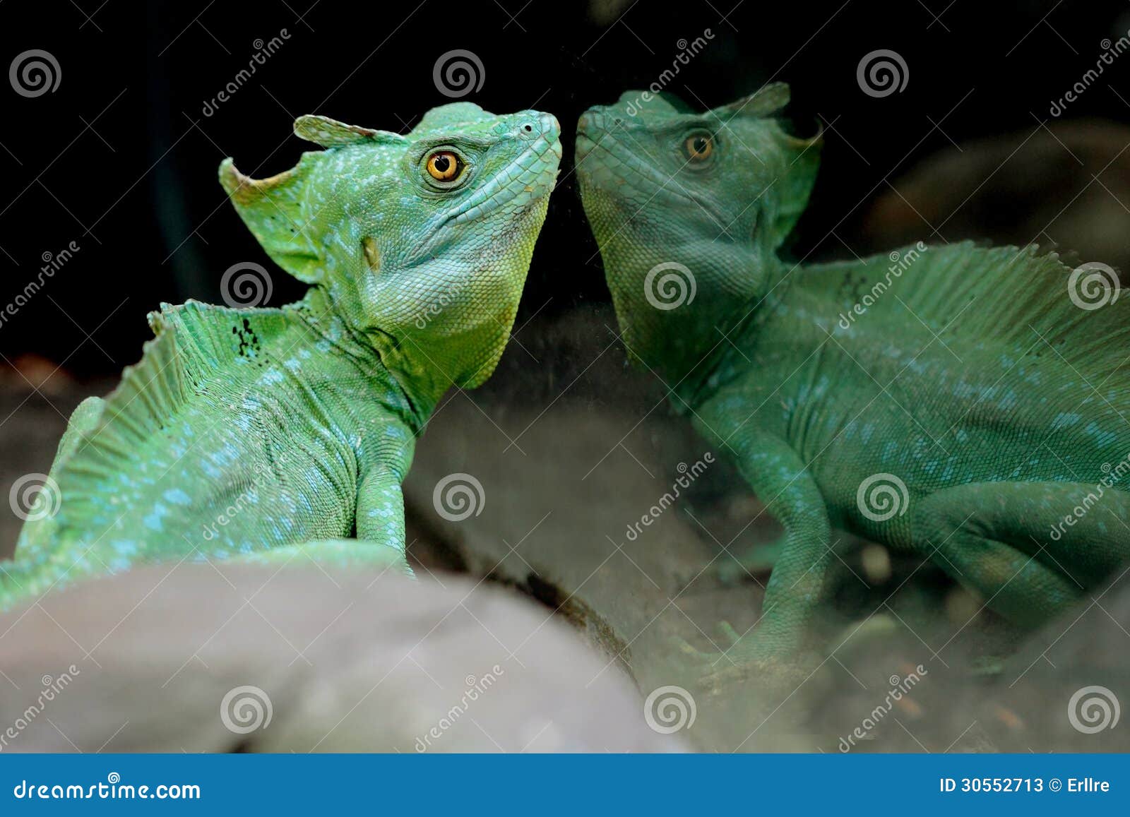 Basiliscus stock image. Image of nature, creature, colorful - 30552713