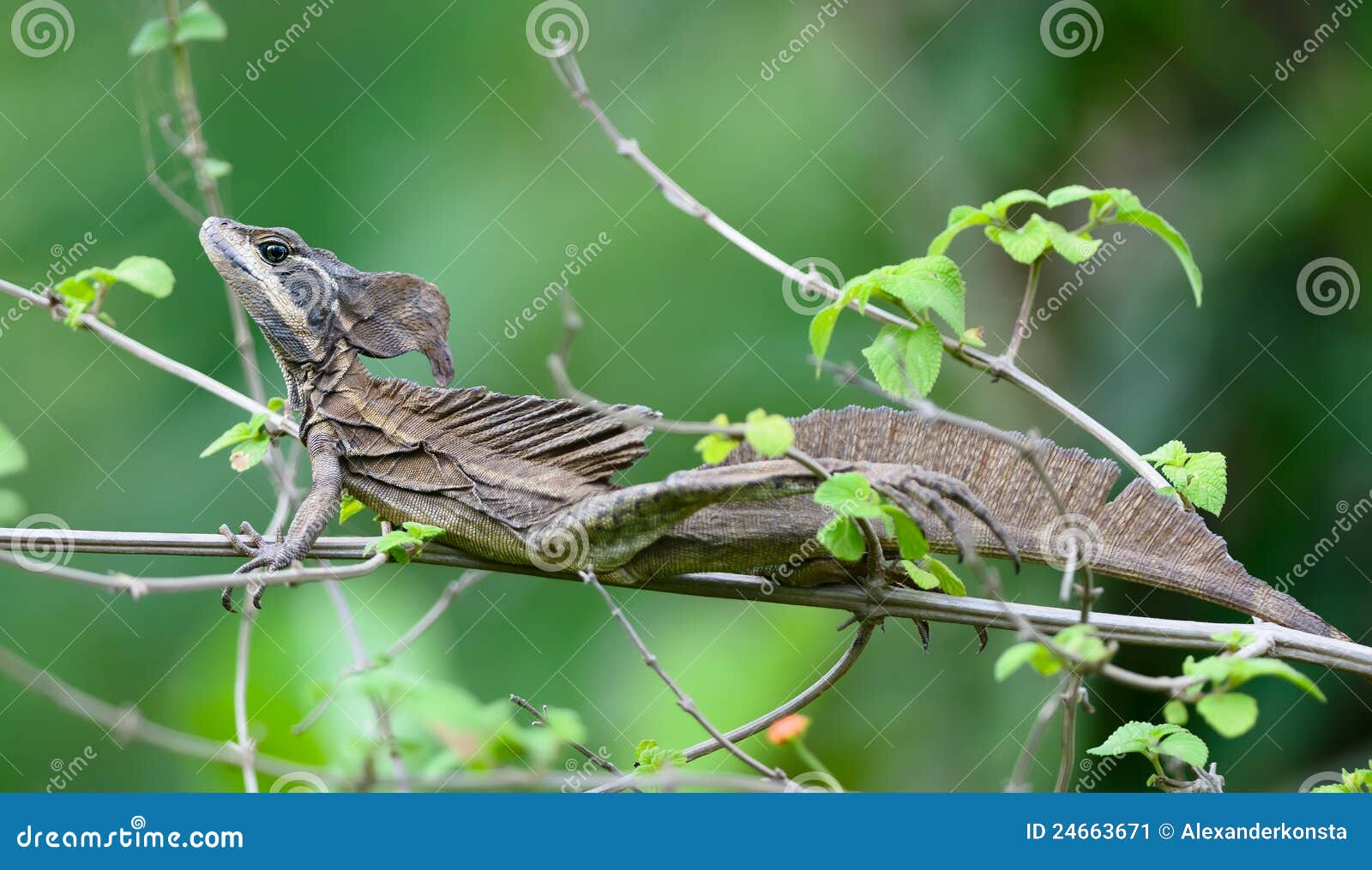 Basilisk stock image. Image of wildlife, color, basilisk - 24663671