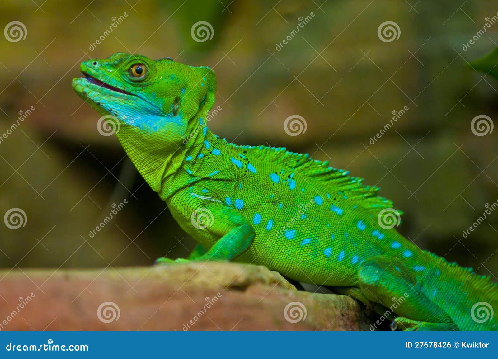 Basilisk stock photo. Image of animal, creature, nature - 27678426