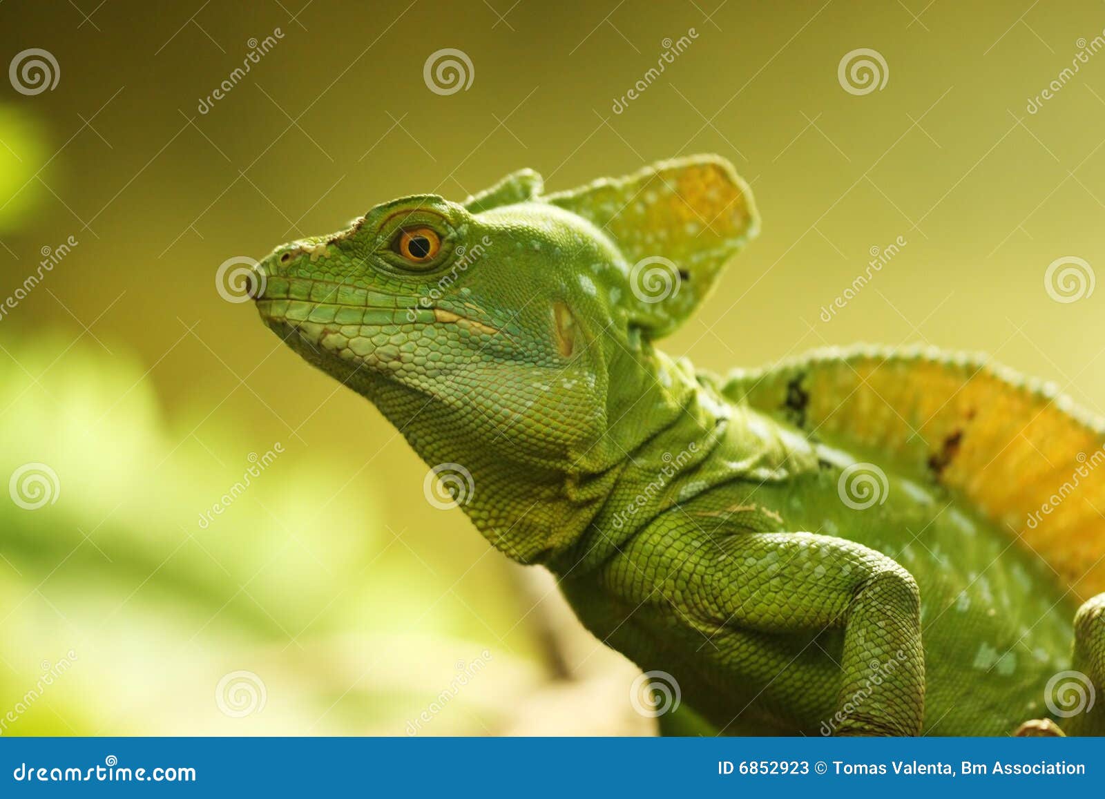 Basilisk stock image. Image of central, natural, iguanid - 6852923