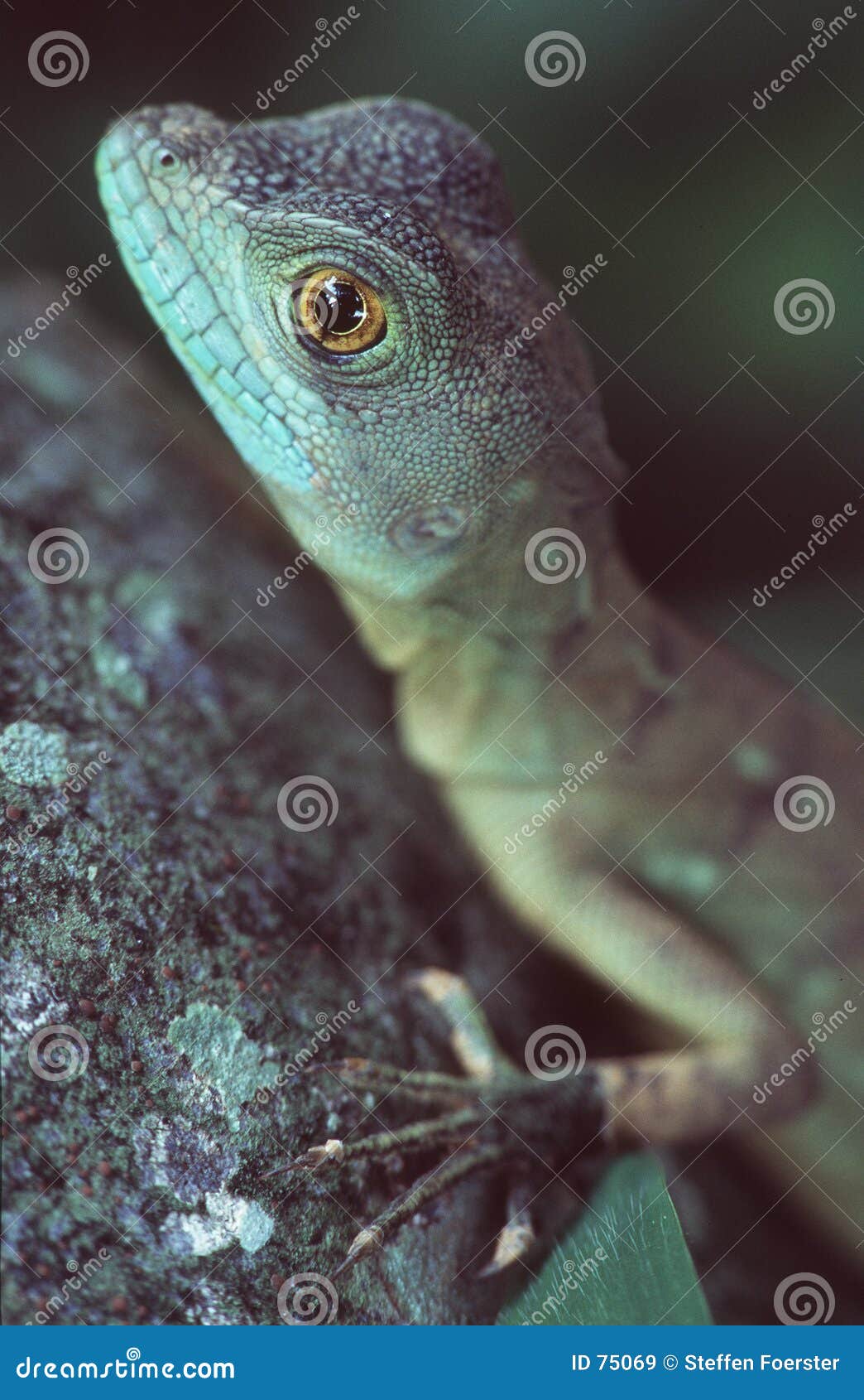 Basilisk stock image. Image of reptile, rica, baby, rainforest - 75069