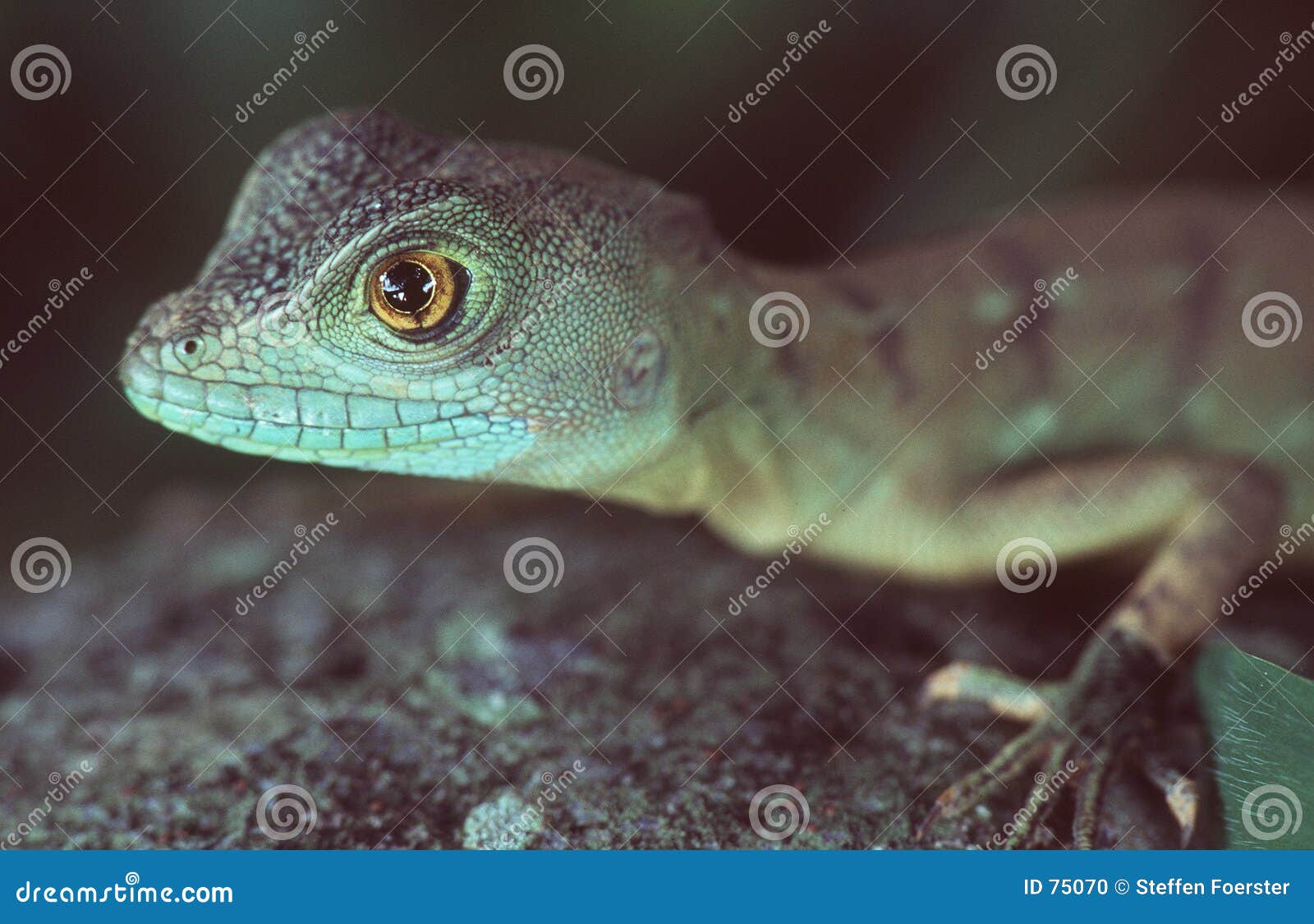 Basilisk stock photo. Image of eyes, basilisk, wildlife - 75070