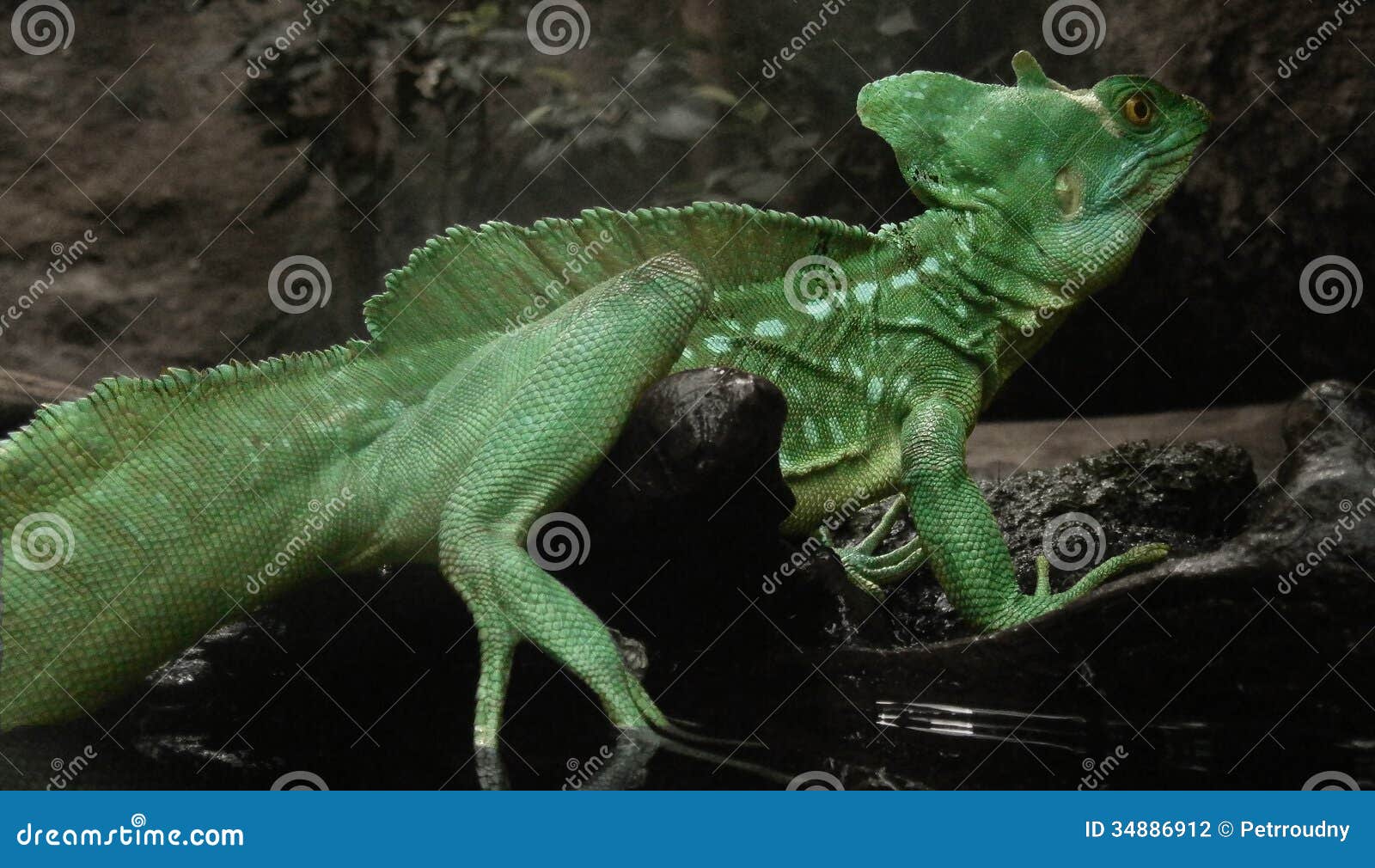 Basilisk stock photo. Image of creature, reptiles, nature - 34886912