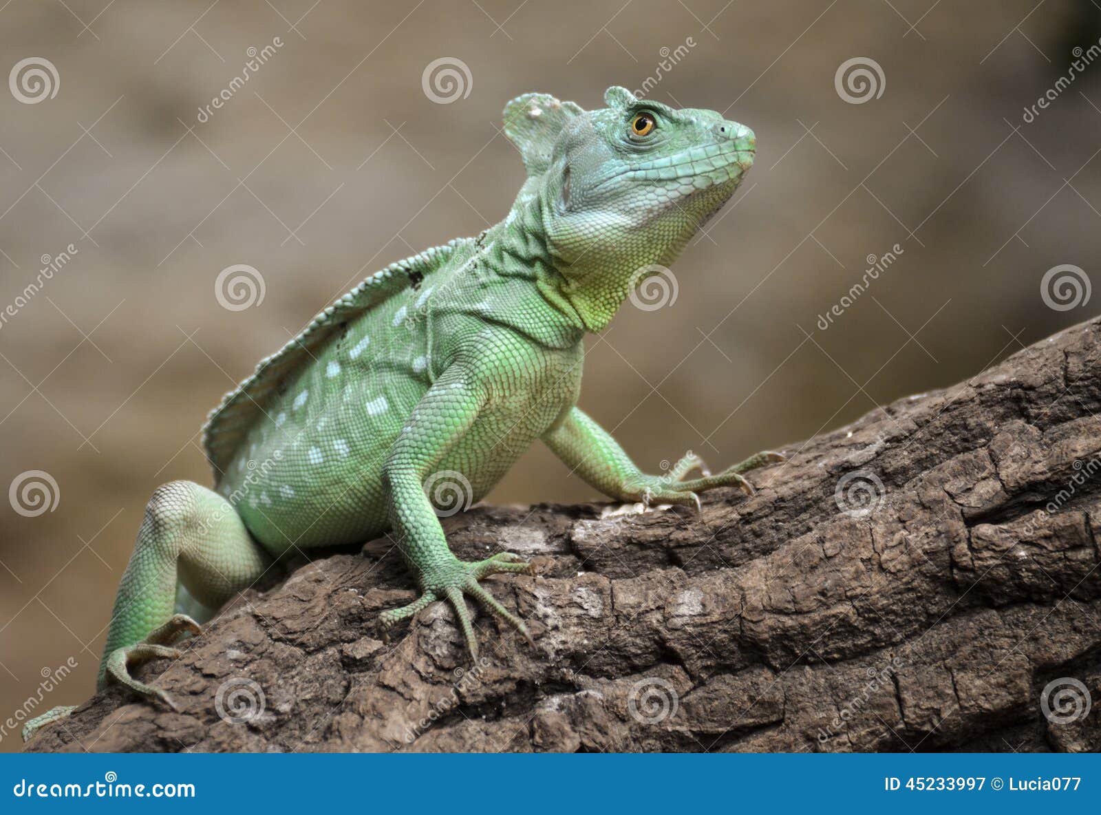 Basilisk stock image. Image of basilisk, portrait, green - 45233997