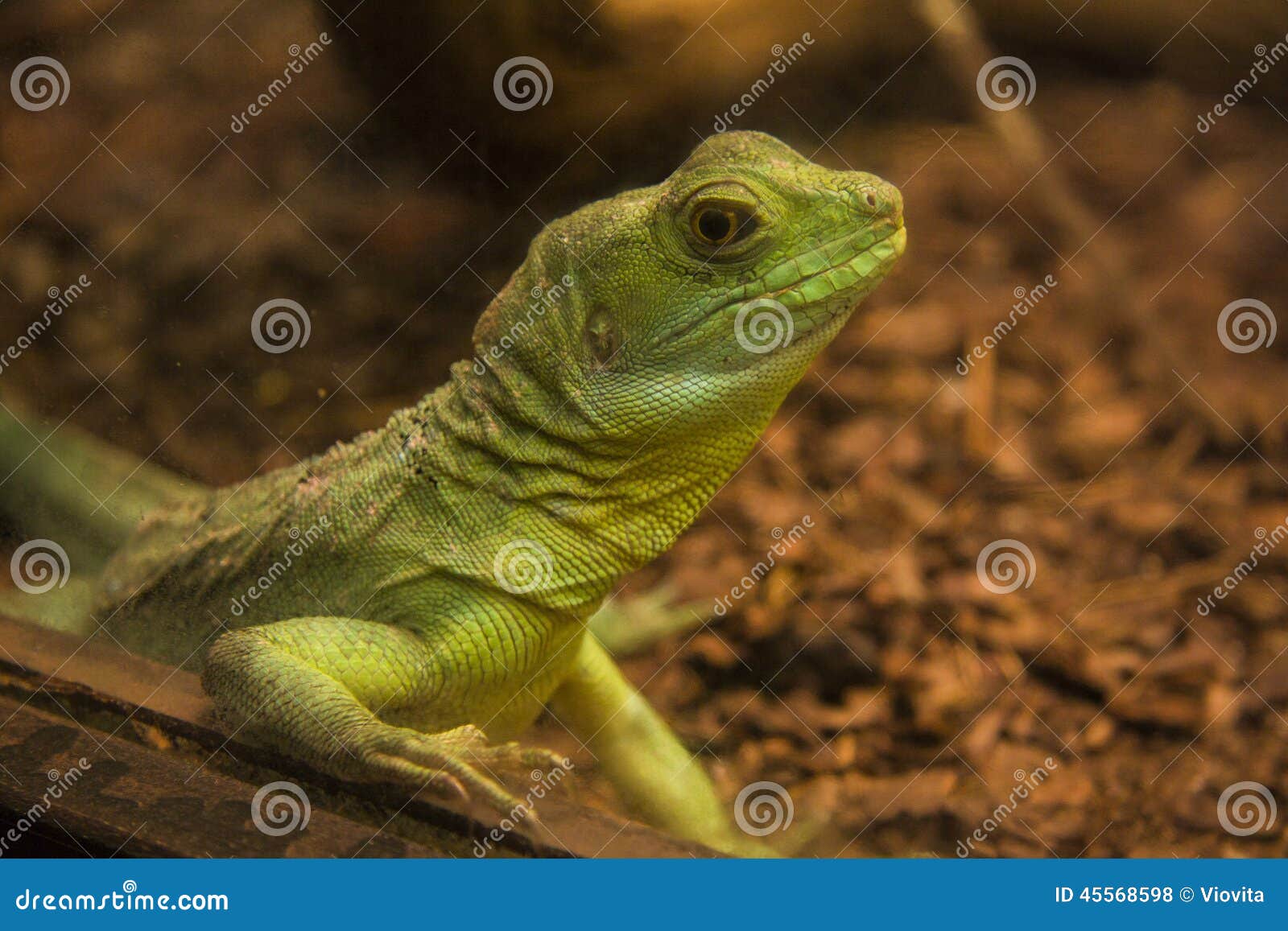 Basilisk stock photo. Image of lizard, frilled, iguanid - 45568598