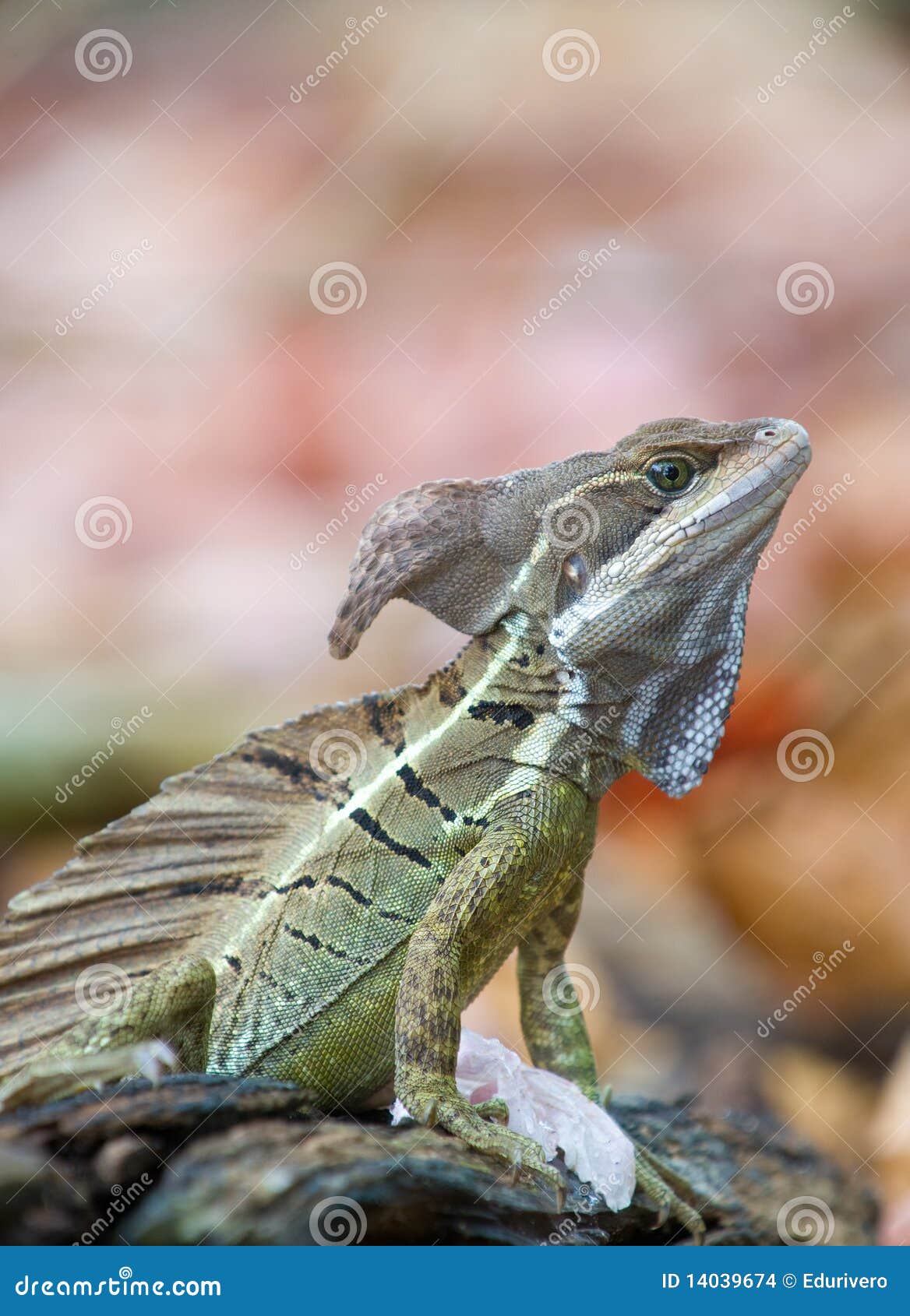 Basilisk or Jesus Christ Lizard Stock Photo - Image of national, christ ...