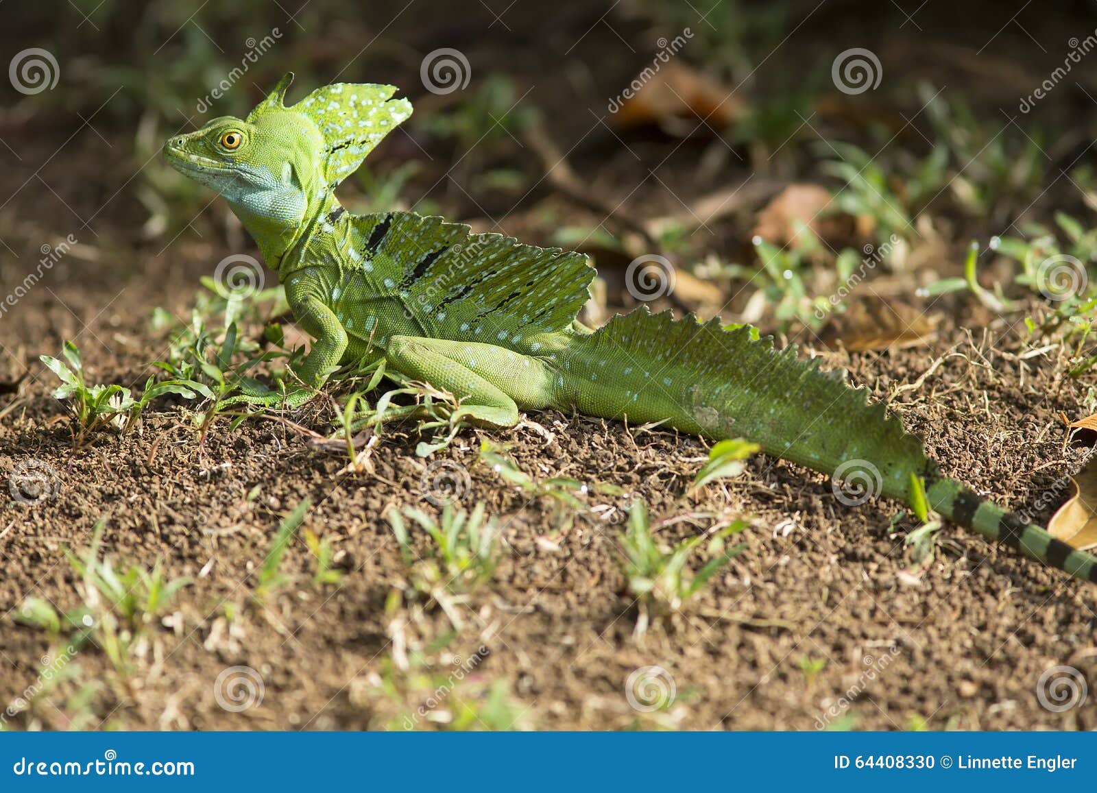 Royalty Free Images, Cartoons, Illustrations And Photos Designed By ...