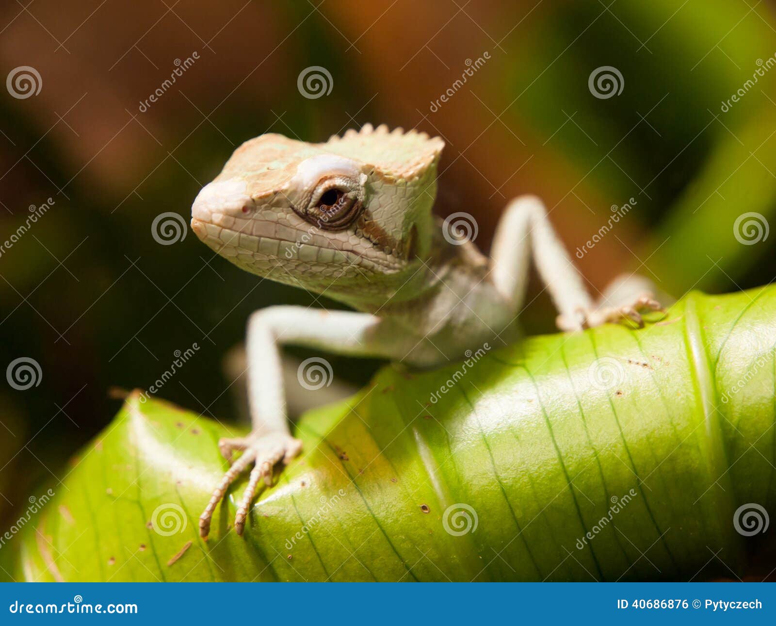Basilisk Lizard stock photo. Image of nature, christ - 40686876
