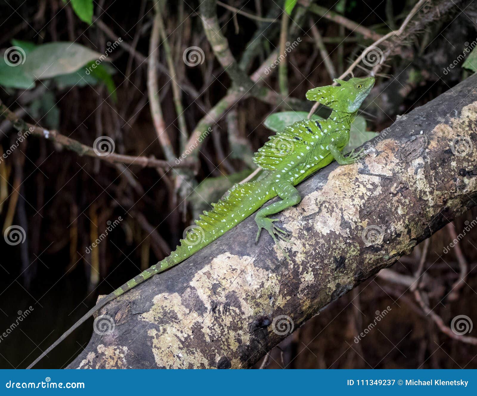 Basilisk Lizard stock image. Image of central, lizard - 111349237