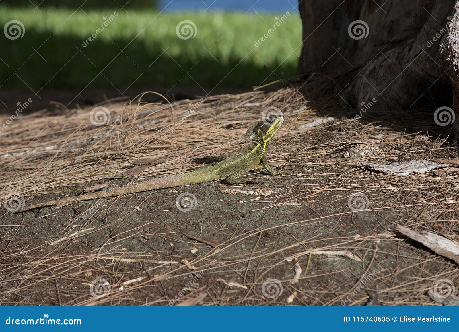 Basilisk Lizard on Pine Straw with Bright Yellow Stripes and Crest ...