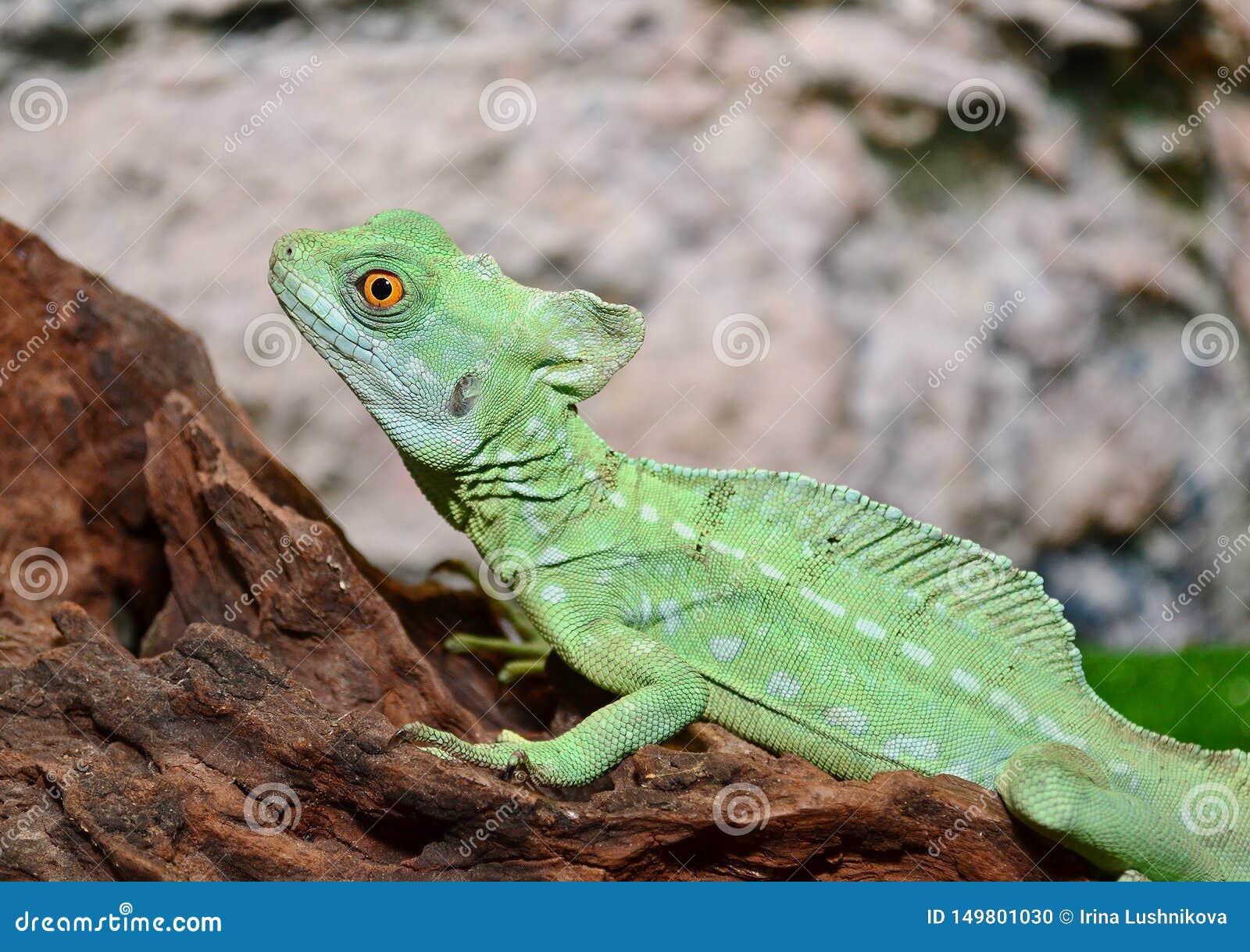 Basilisk Lizard Sitting on a Tree Stock Photo - Image of water, cavy ...