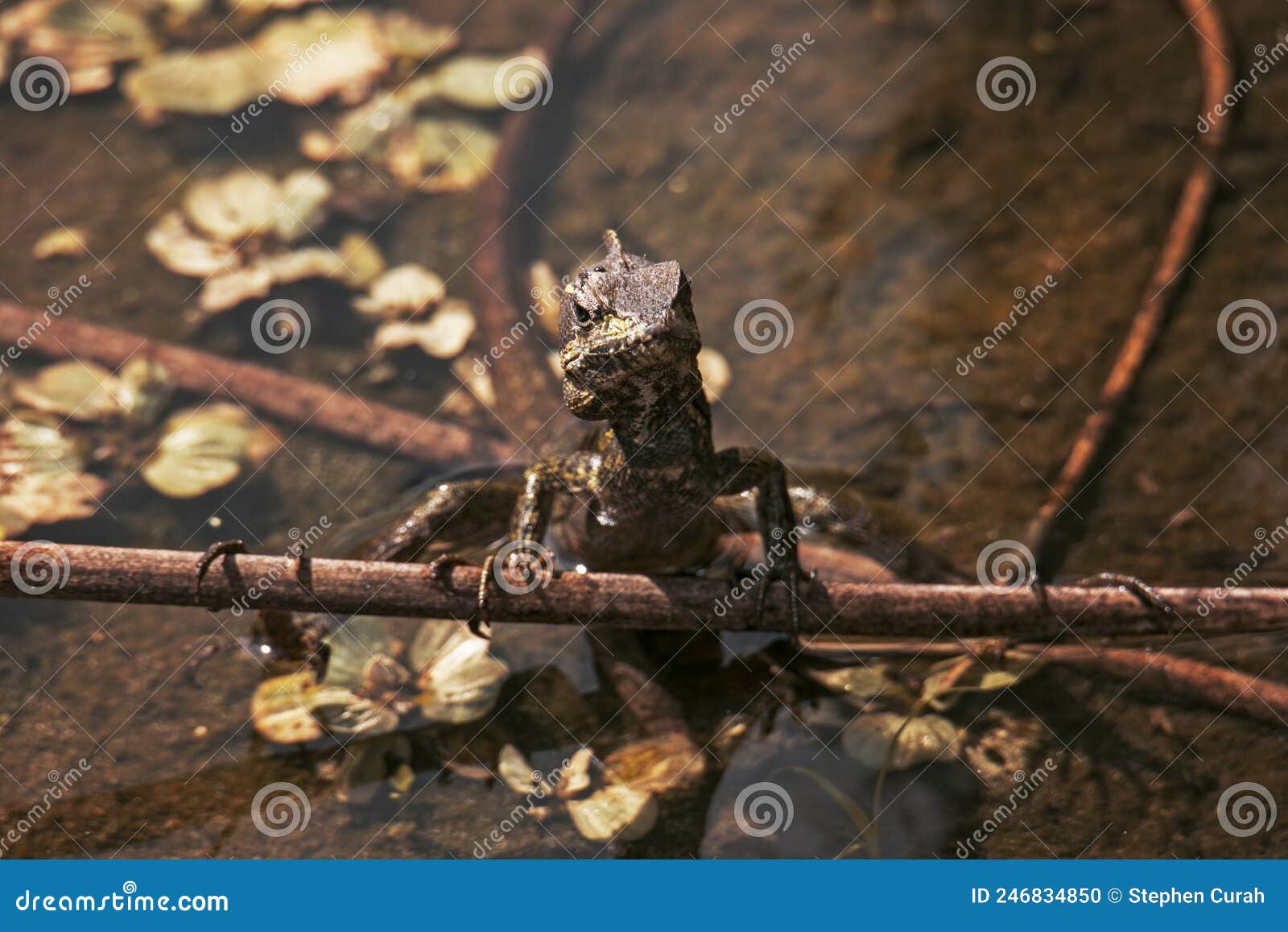 Basilisk in the Water Looking at the Camera Stock Photo - Image of ...