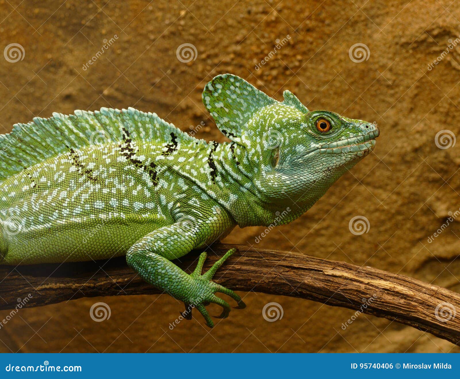 Basilisk male stock photo. Image of basilisk, green, lizards - 95740406