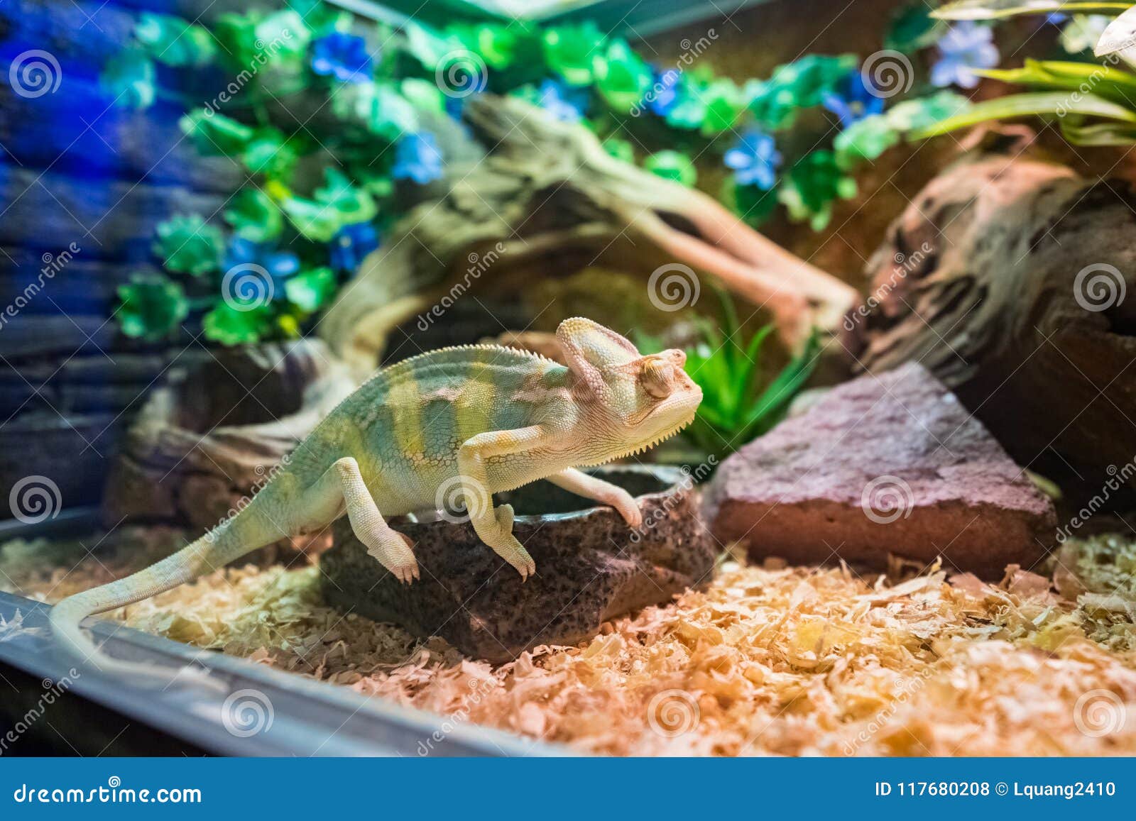 The basilisk on a rock stock photo. Image of basilisk - 117680208