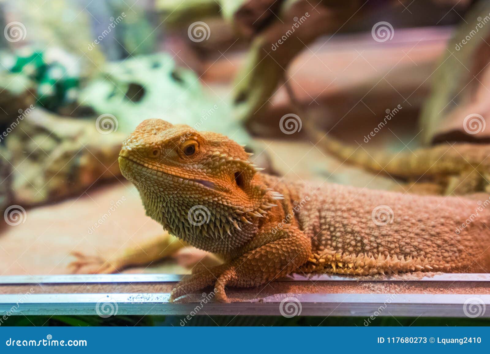 The basilisk on a rock stock image. Image of color, america - 117680273