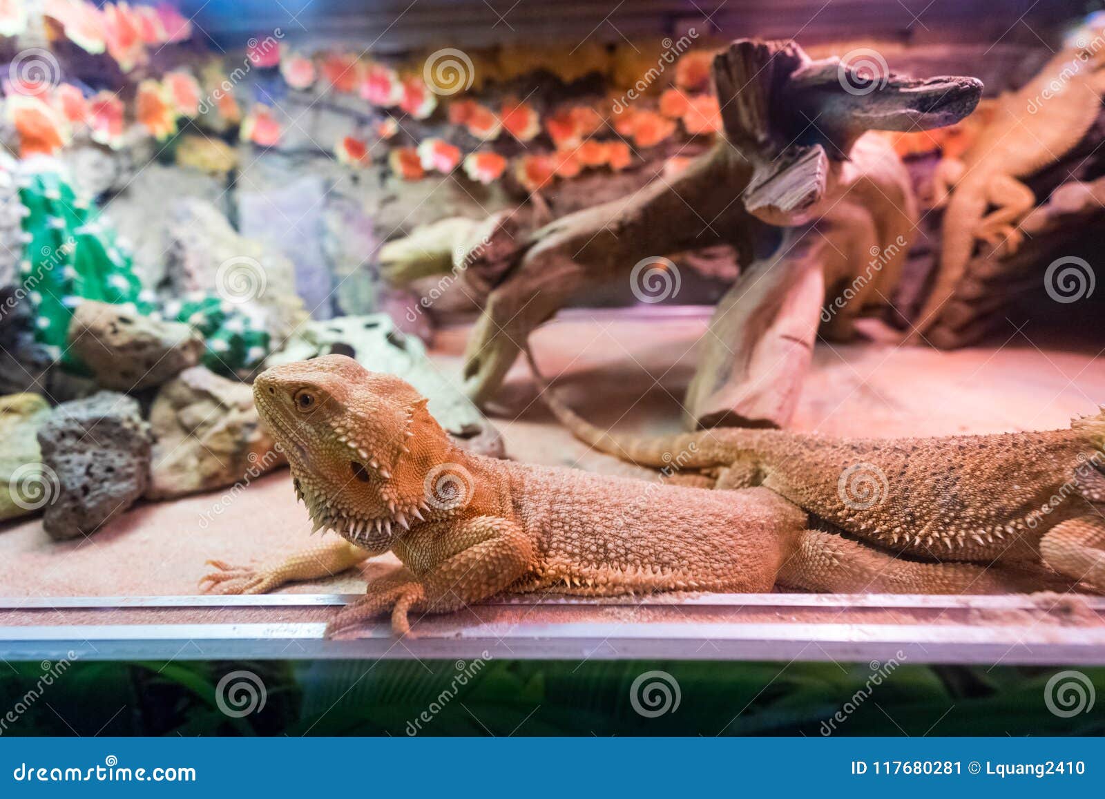 The basilisk on a rock stock image. Image of isolated - 117680281