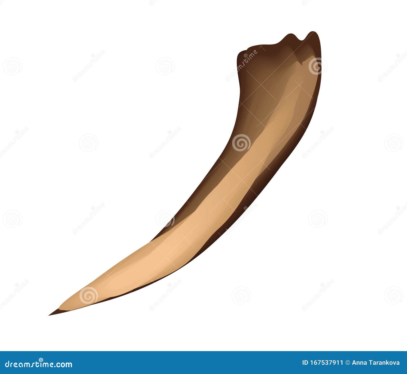Basilisk`s Fang. Vector Illustration on a White Background. Tooth of a ...