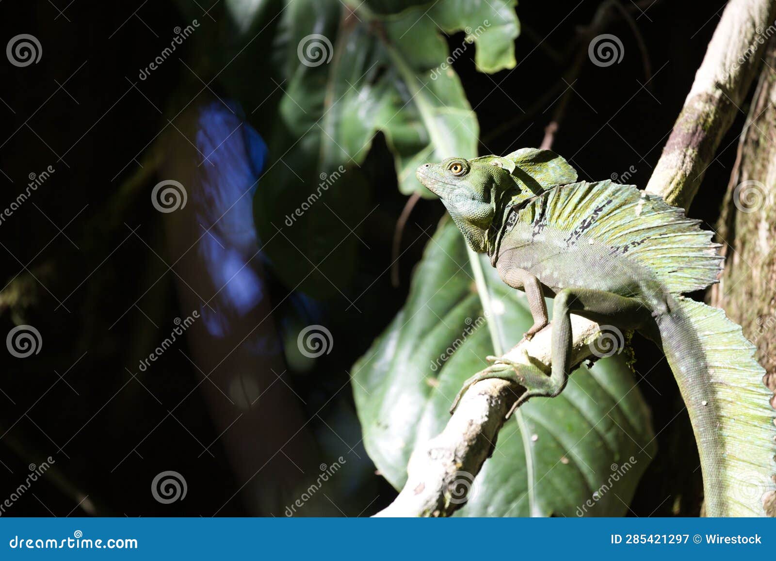 Basilisk Two-crested Lizard (Basiliscus Plumifrons) Perched on a Tree ...