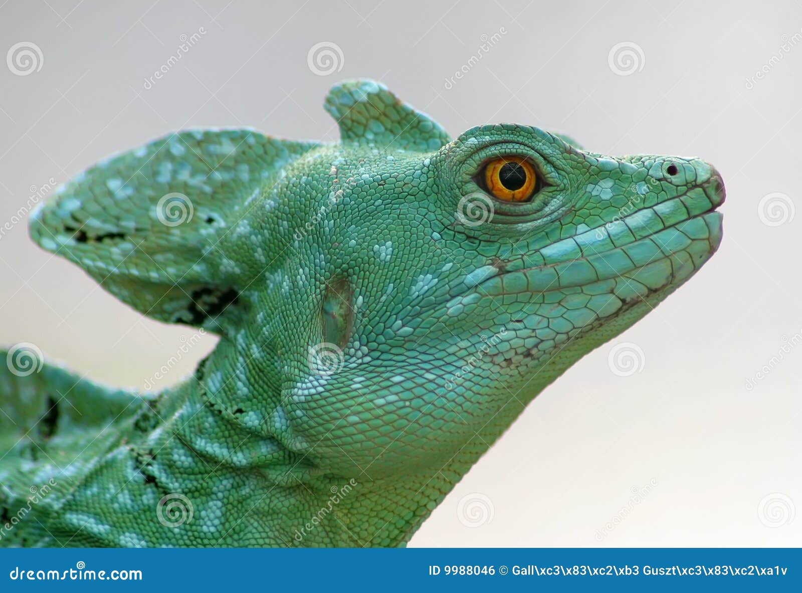Basilisk2 stock photo. Image of evolution, iguana, prehistoric - 9988046