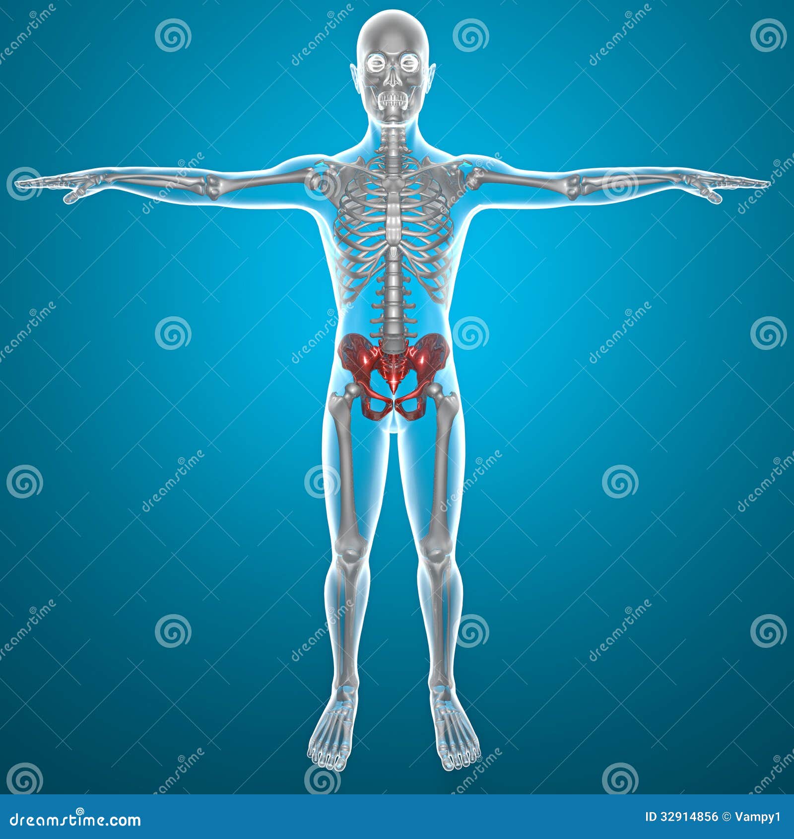 Basin Pelvis Human Body X-ray Stock Illustration - Illustration of ...
