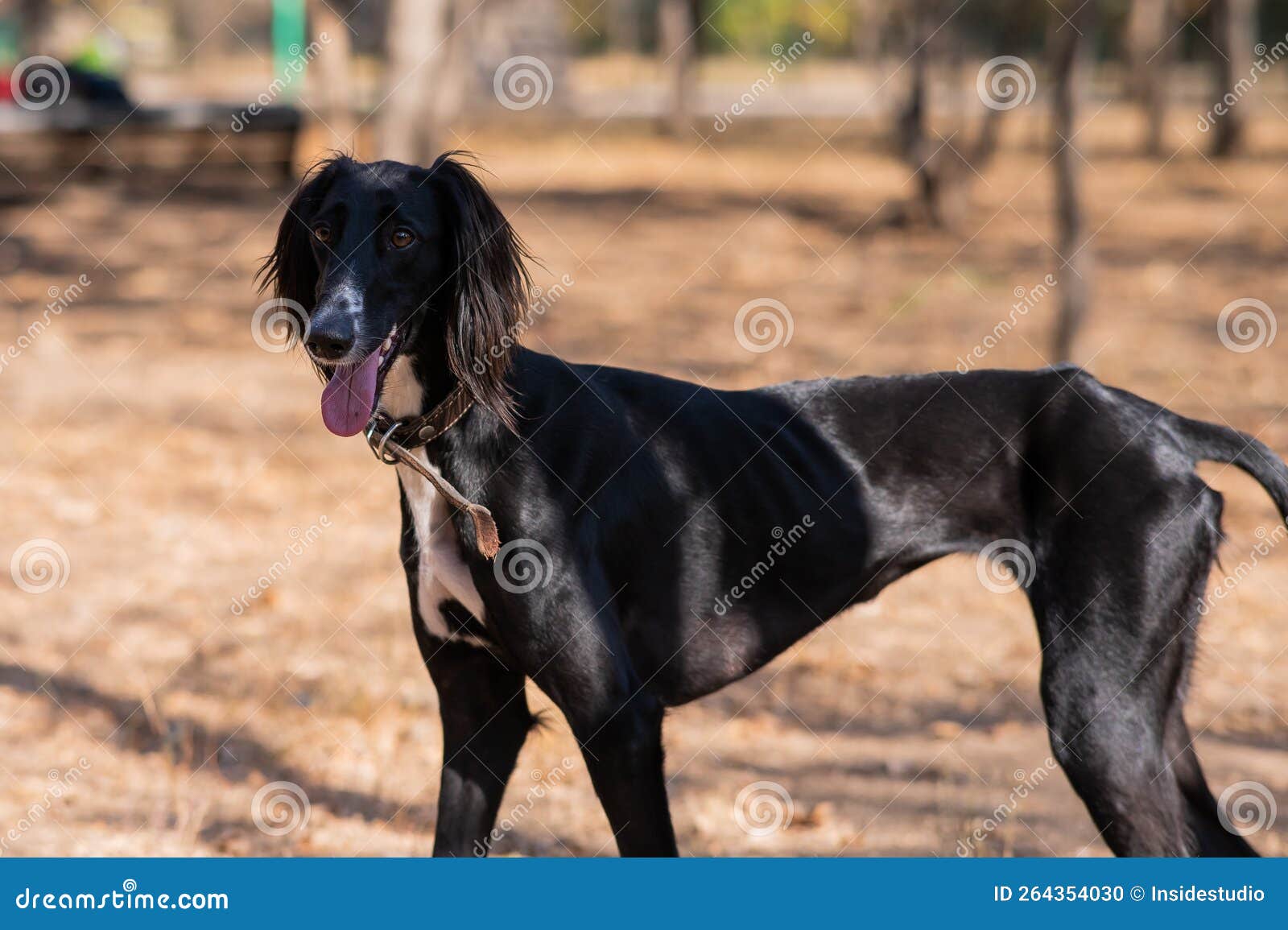 Tazy. Central Asian Greyhound Walking in Autumn. Stock Photo - Image of ...
