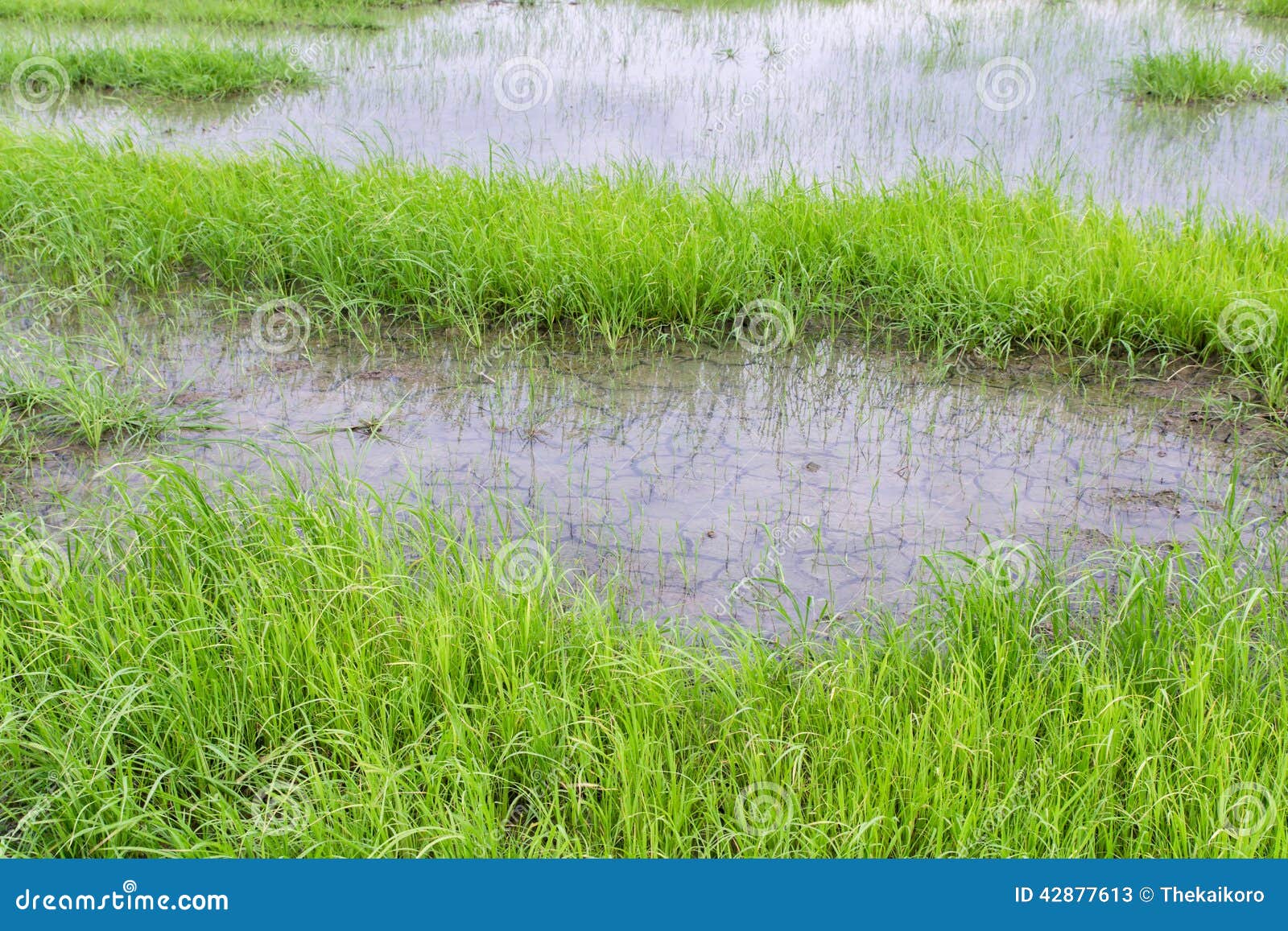 Water Rice Field Under Blue Sky At Noon Stock Image | CartoonDealer.com ...