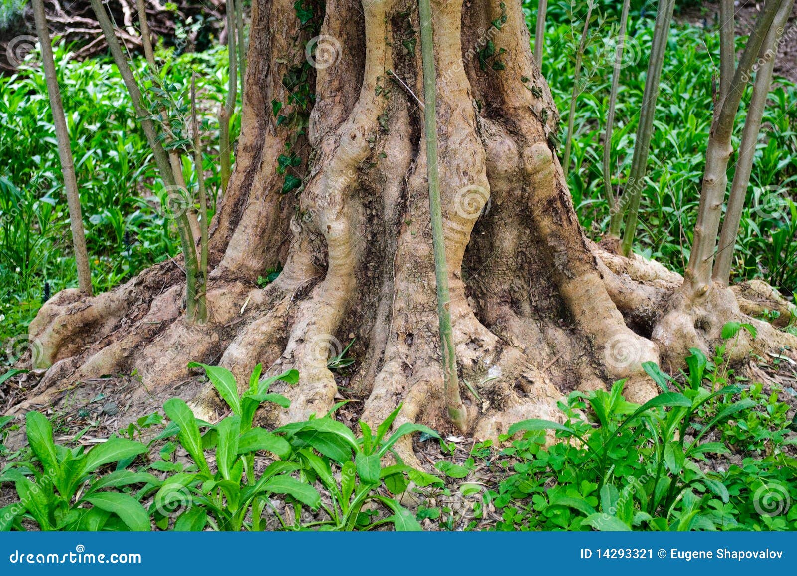 Basis of old tree trunk stock image. Image of pine, trunk - 14293321