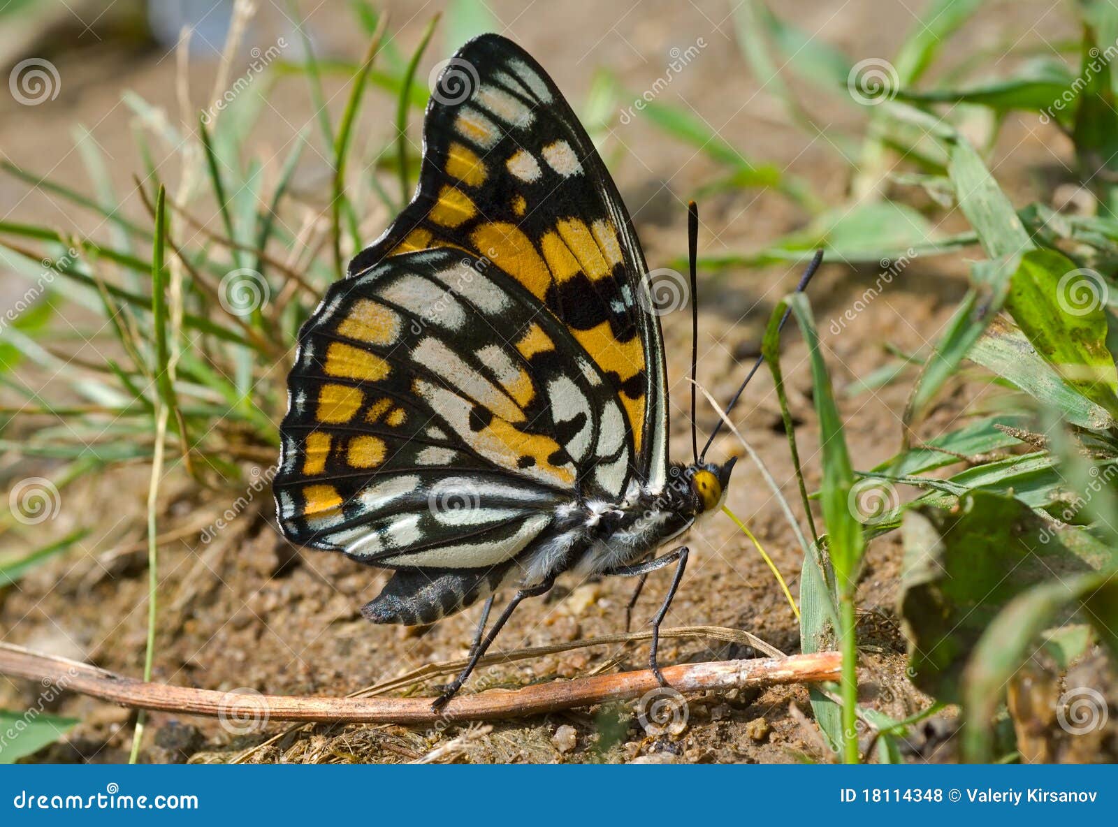Basisrecheneinheit (Sephisa Dichroa) 20 Stockfoto - Bild von garten ...