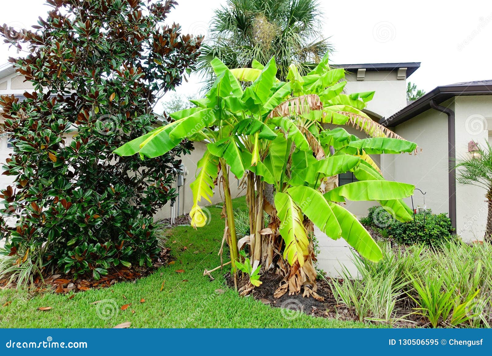 Basjoo De Musa, Bananier Japonais Image stock - Image du écorce, formel ...