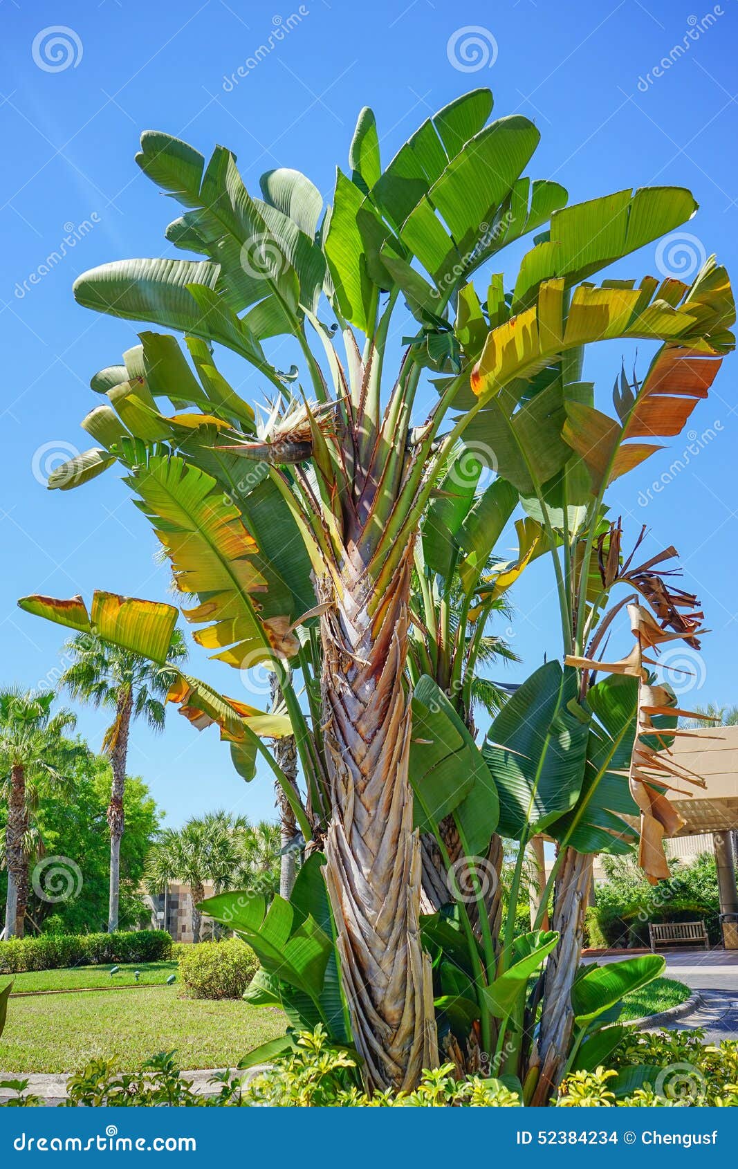 Basjoo De Musa, Bananier Japonais Photo stock - Image du vivacité ...